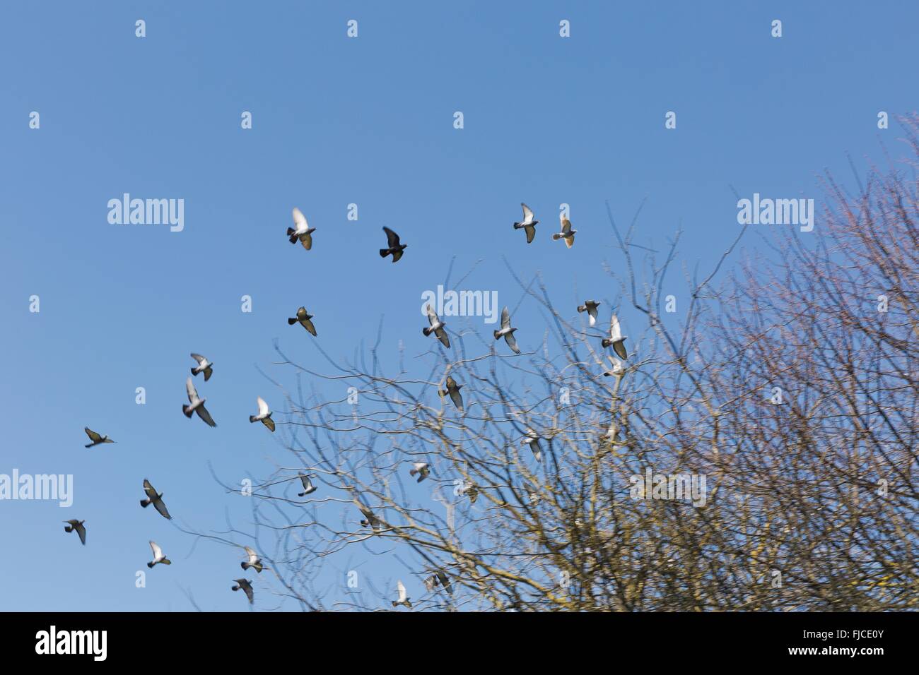 A flock of birds in the blue with no clouds Stock Photo - Alamy