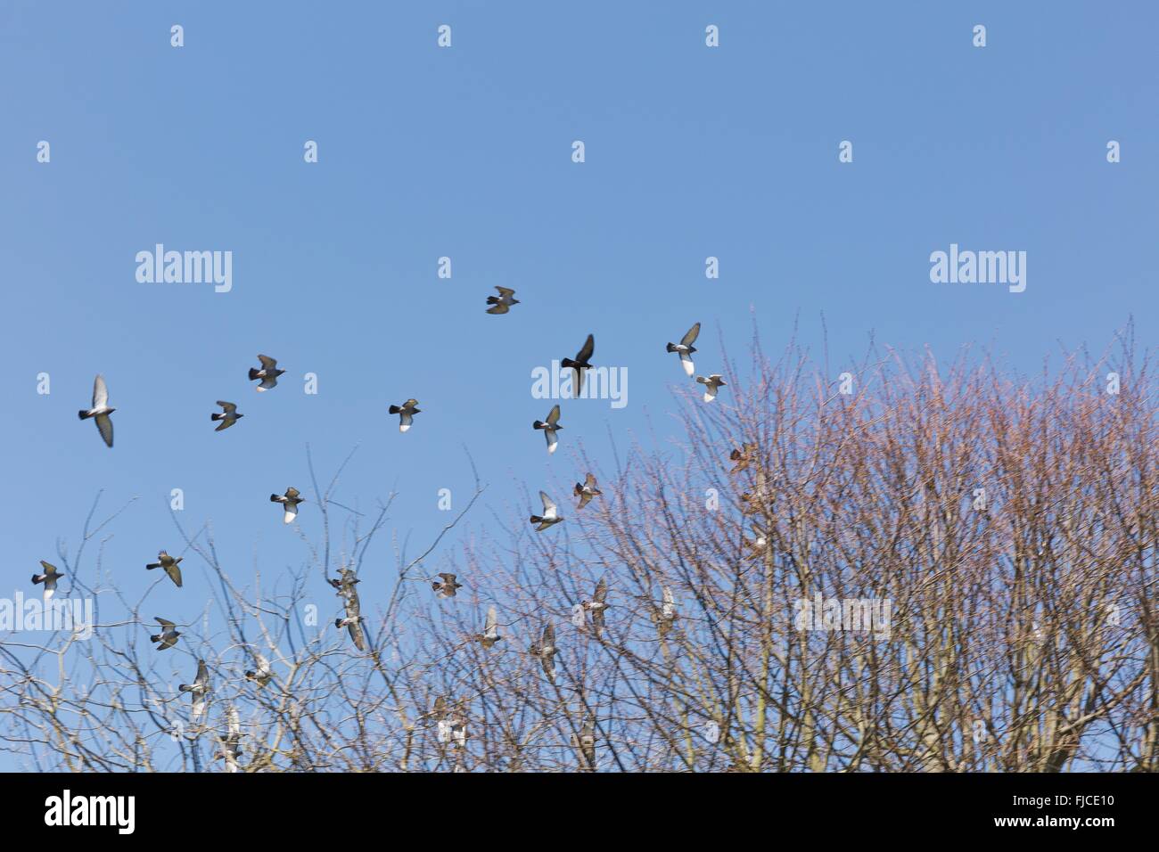 A flock of birds in the blue with no clouds Stock Photo - Alamy