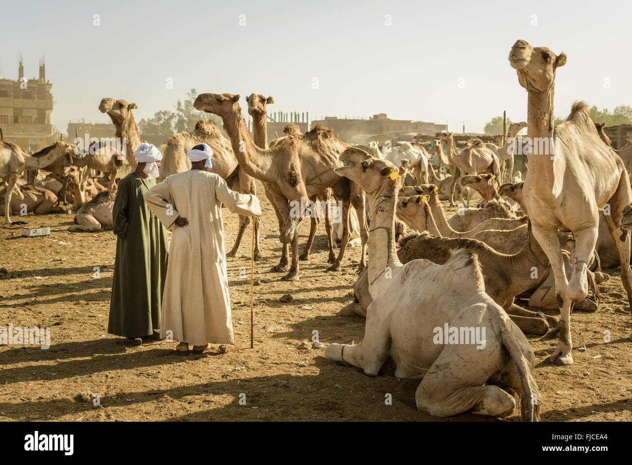 Camel herders watching their animals while waiting for future buyers at ...