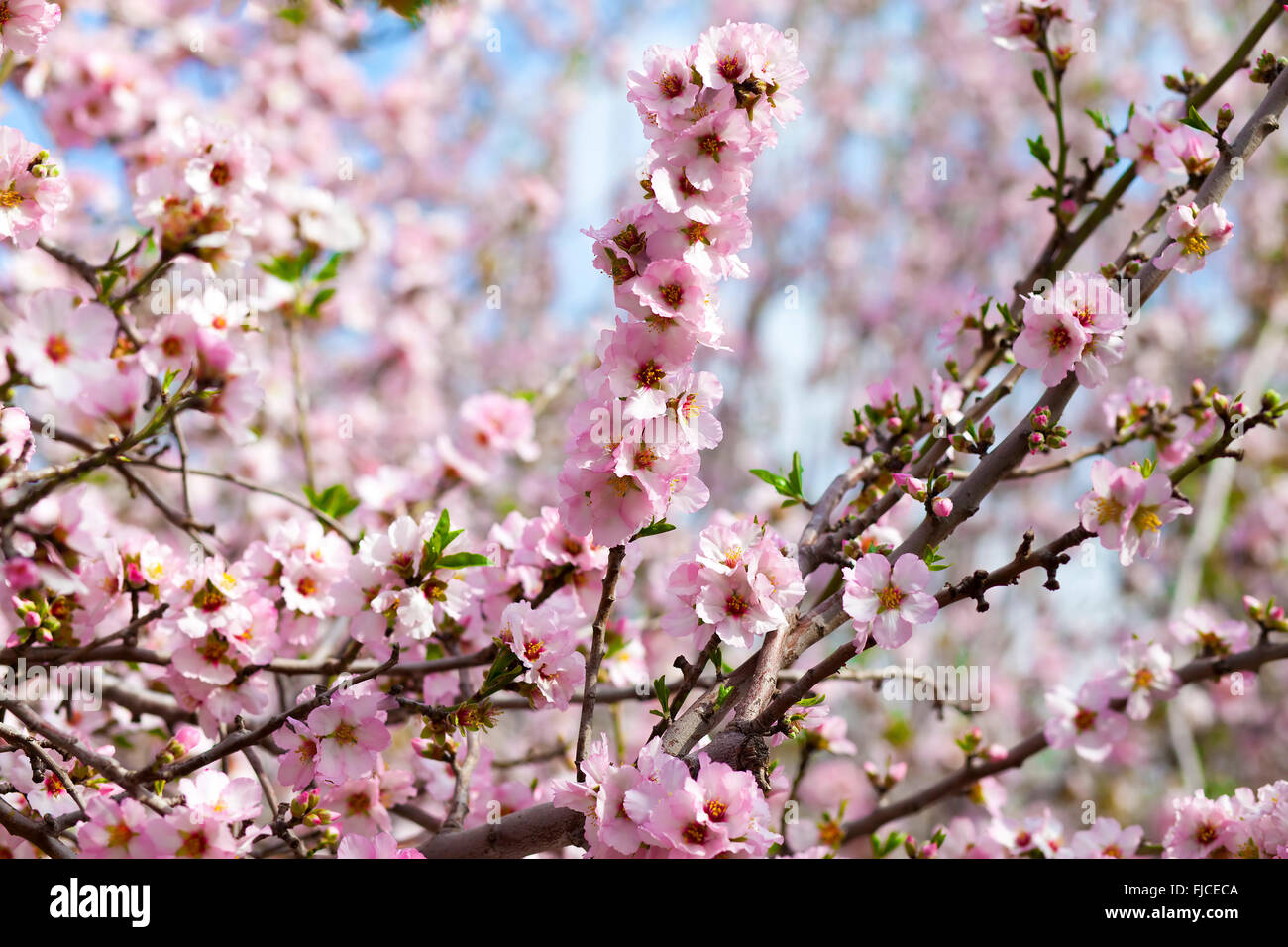 Pink white almond tree hi-res stock photography and images - Alamy