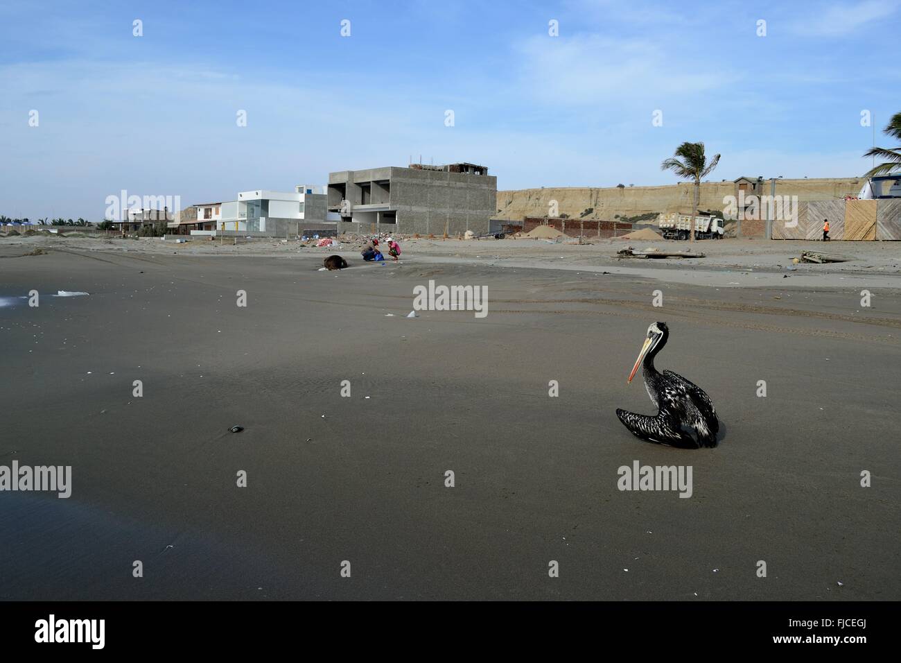 Pelikan - Beach in COLAN. Department of Piura .PERU Stock Photo - Alamy