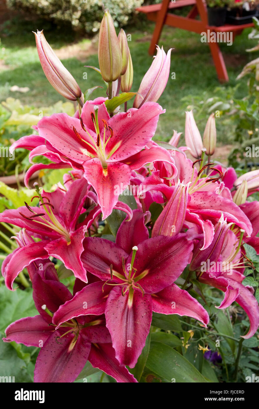 Asiatic Lilies Garden Stock Photos & Asiatic Lilies Garden Stock Images ...