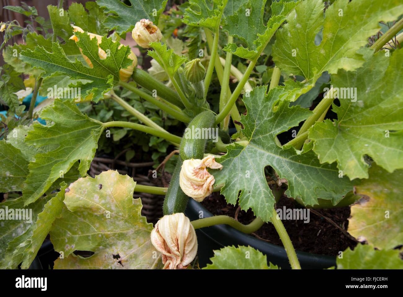 Cucumber plant bucket hi-res stock photography and images - Alamy