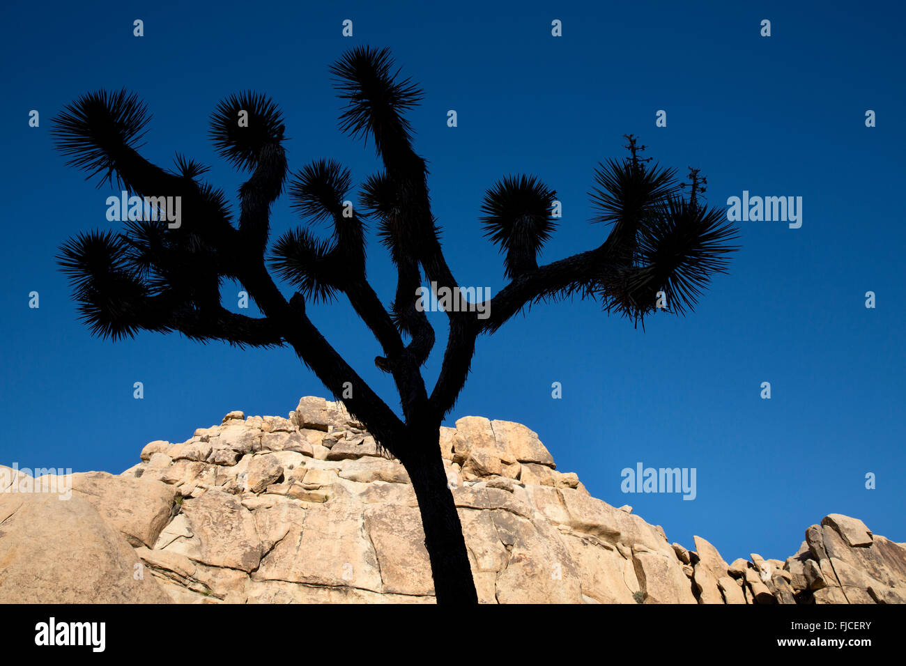 Silhouette of joshua tree hi-res stock photography and images - Alamy