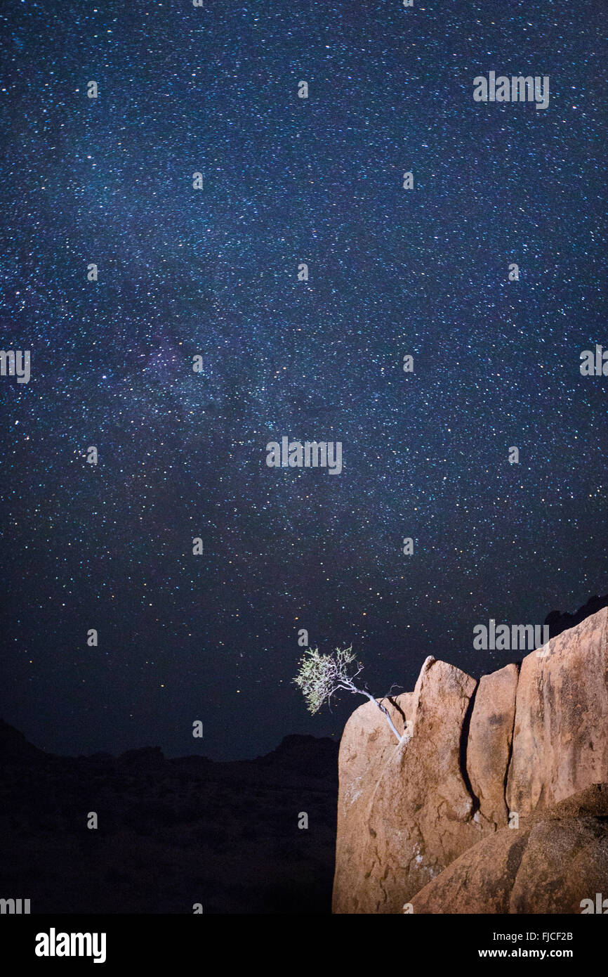 Tree growing from rock hi-res stock photography and images - Alamy