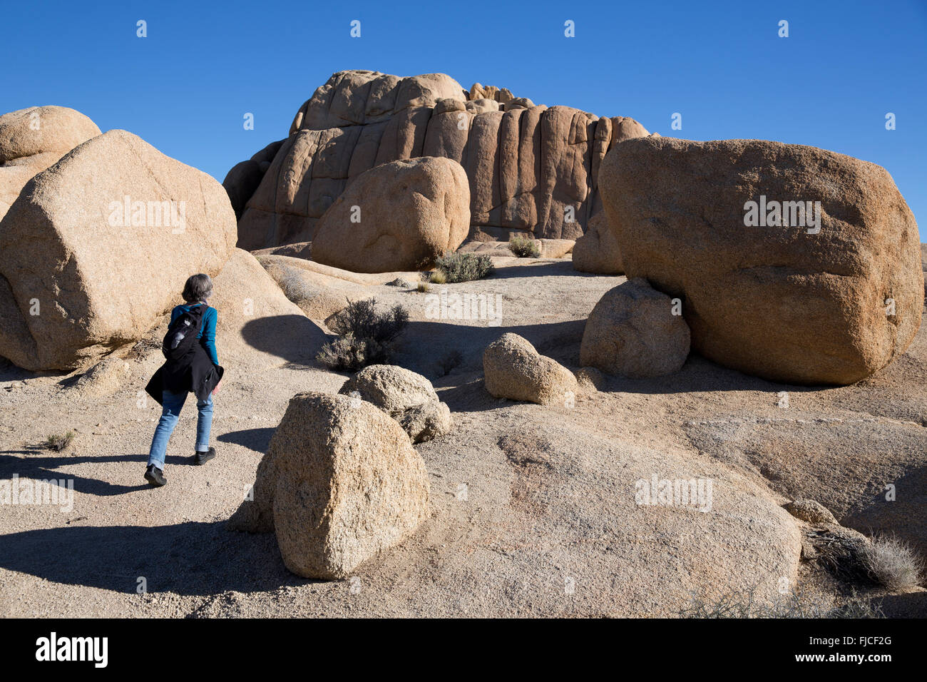 Jumbo tree hi-res stock photography and images - Alamy