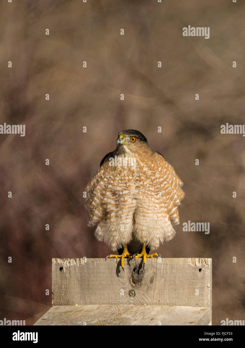 Perched coopers hawk hi-res stock photography and images - Alamy