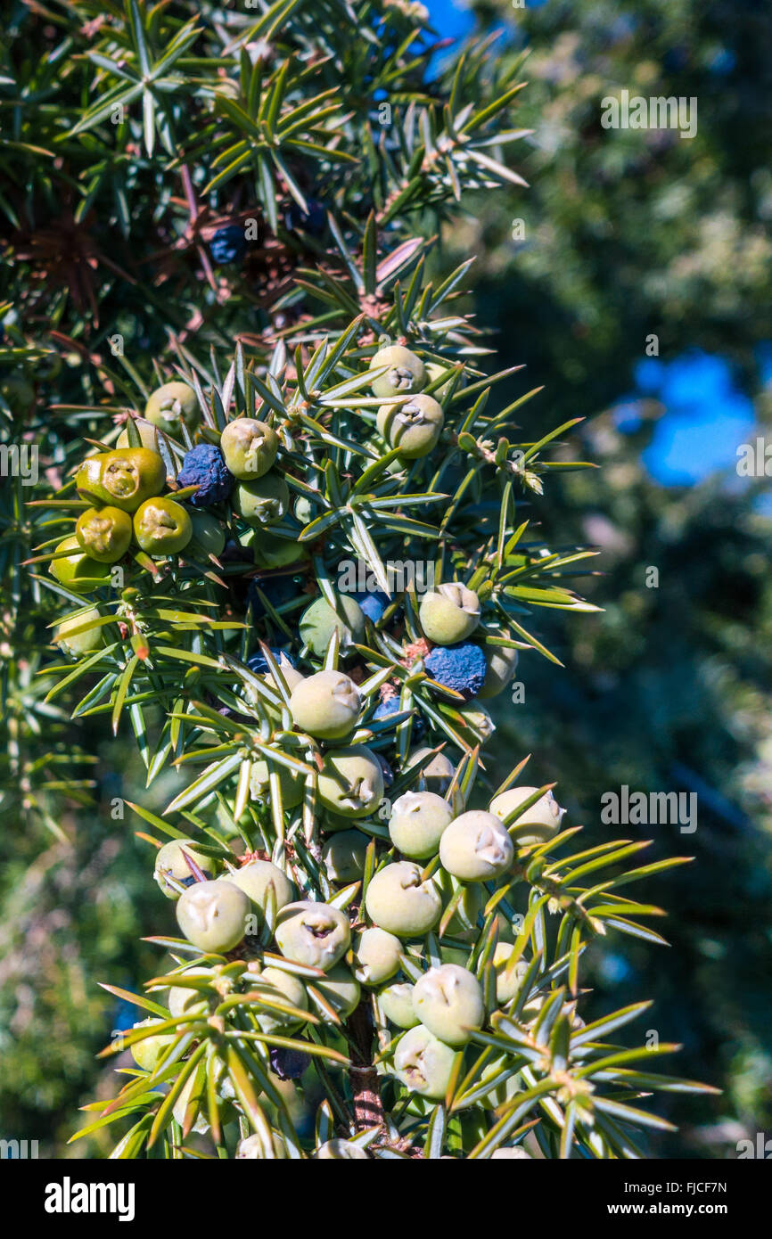 Juniper berries in different stages Stock Photo - Alamy