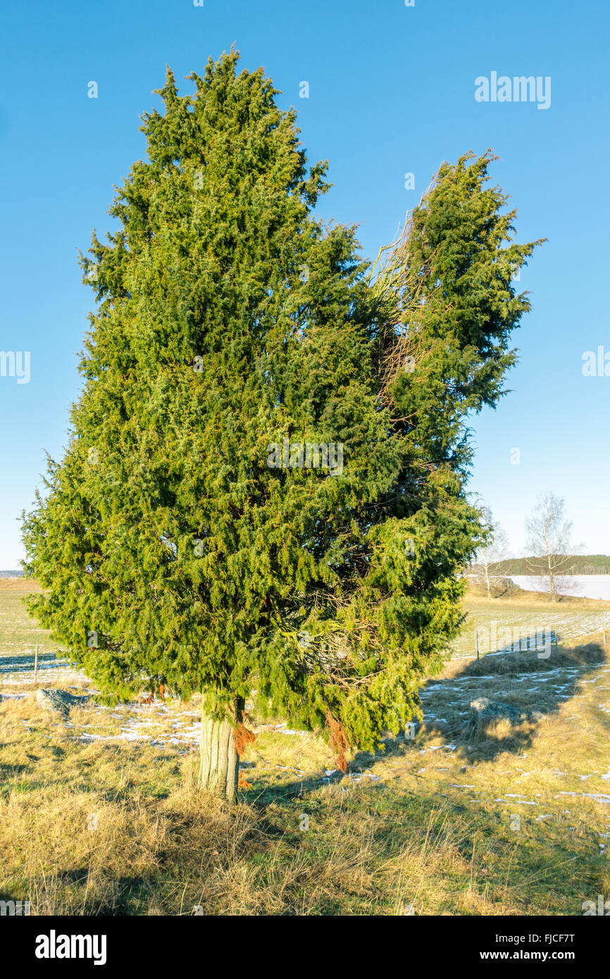 Cones and leaves of juniperus communis hi-res stock photography and ...