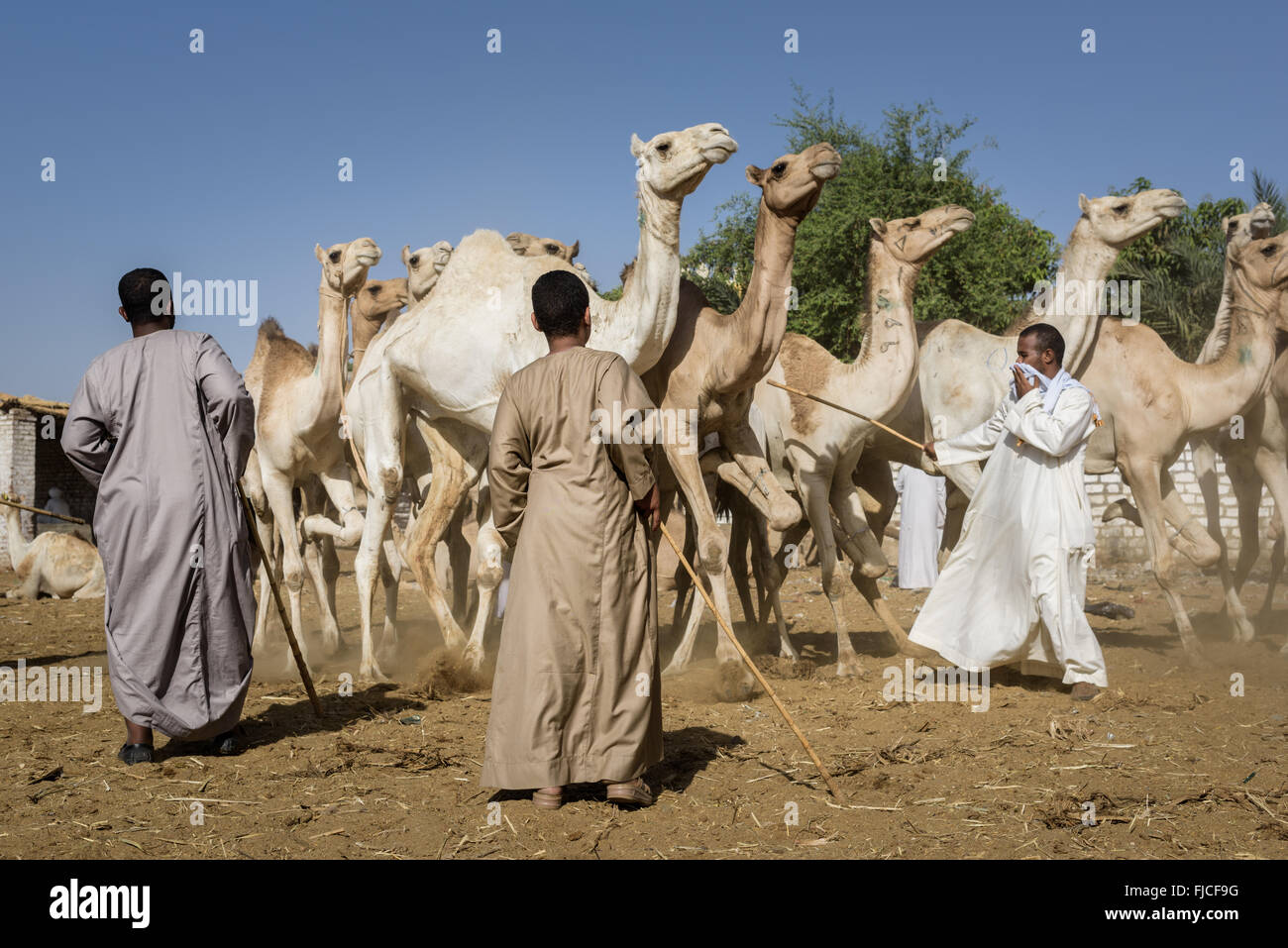 Camel herders leading their animals from place to place during a camel ...