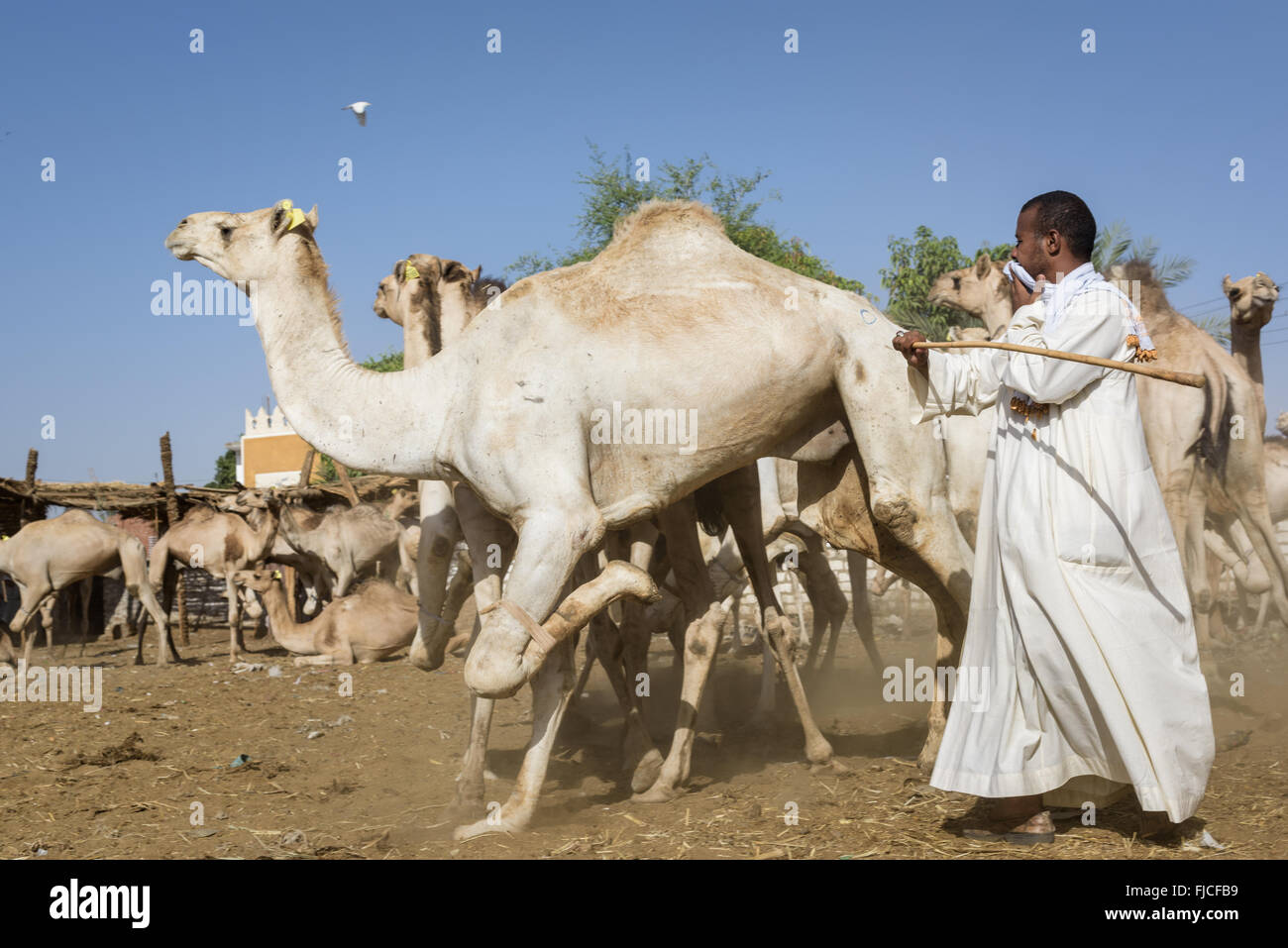 Camel herders leading their animals from place to place during a camel ...