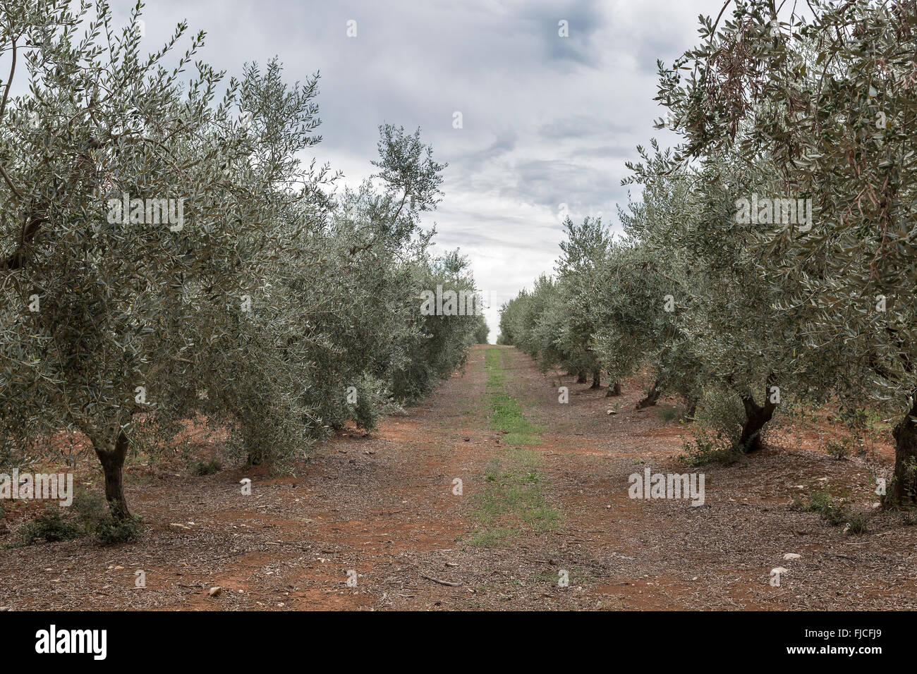 road through the rows of olive tree field in Istria, Croatia Stock ...