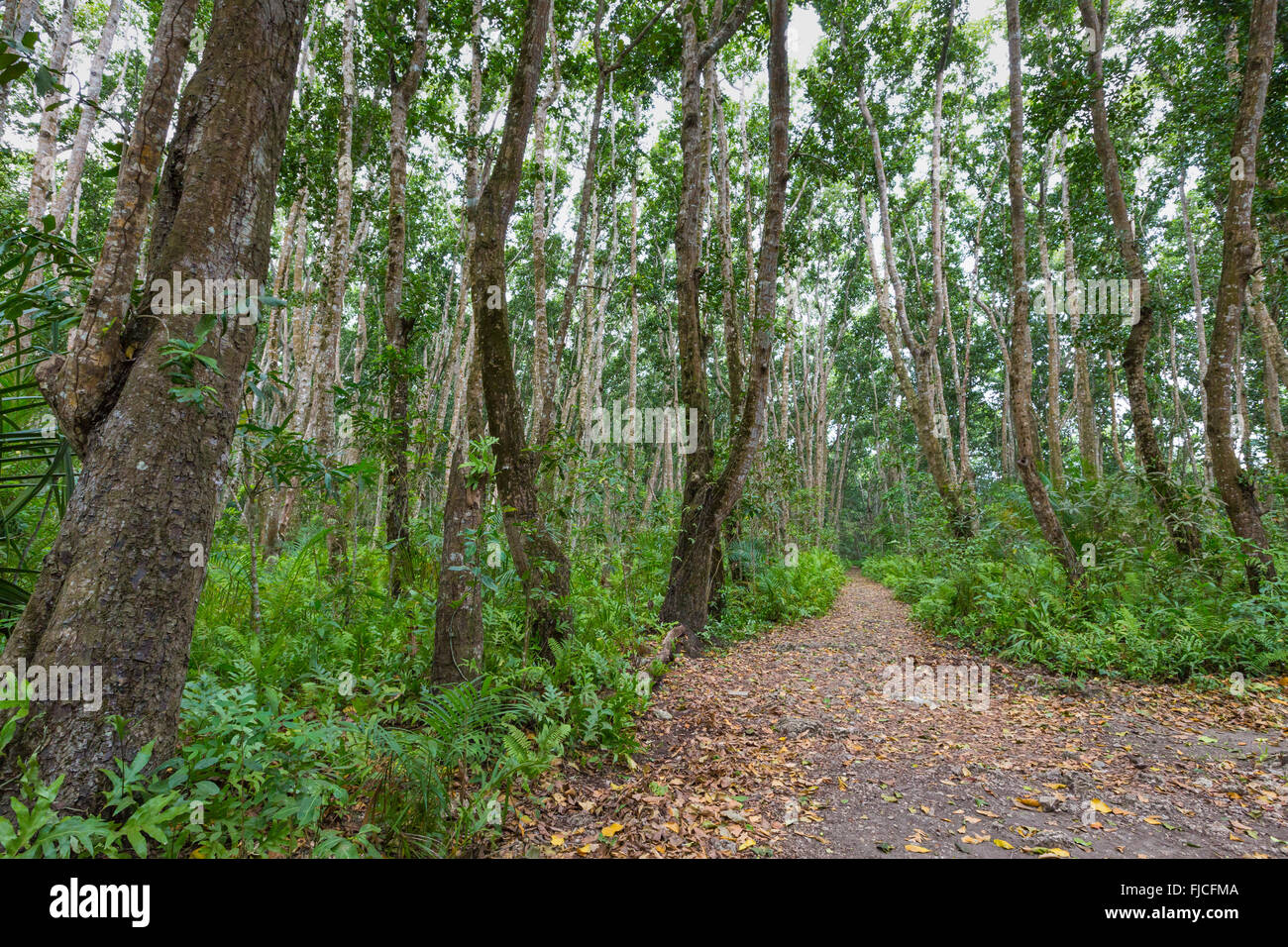 Jozani Forest, Zanzibar, Tanzania Stock Photo - Alamy