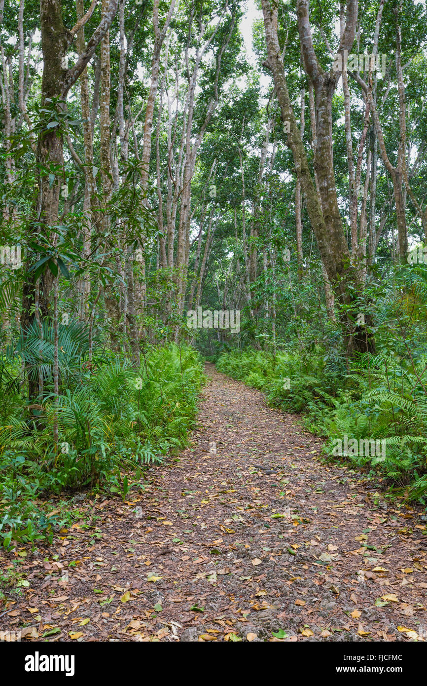 Jozani Forest, Zanzibar, Tanzania Stock Photo - Alamy