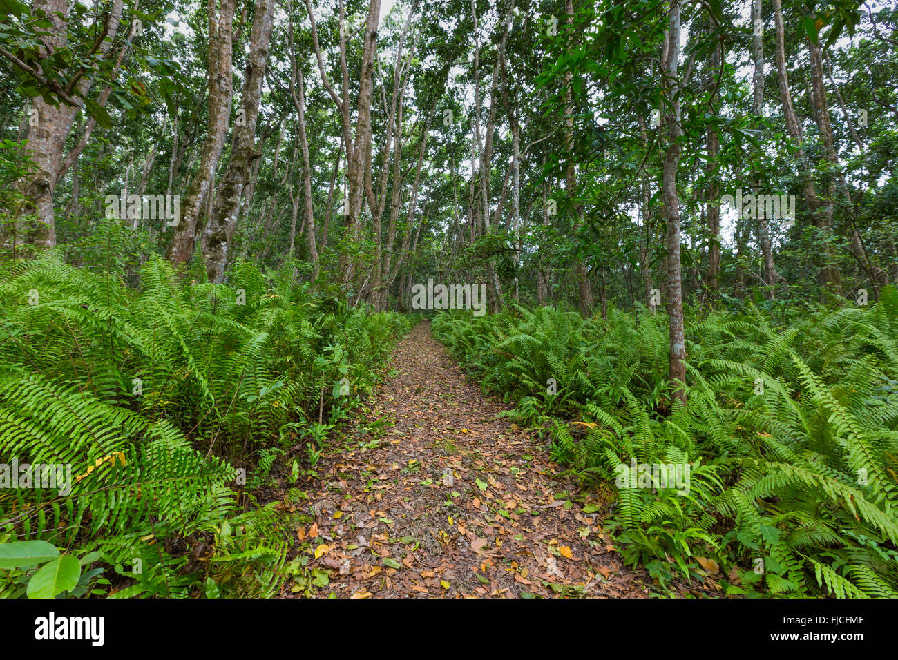 Jozani Forest, Zanzibar, Tanzania Stock Photo - Alamy