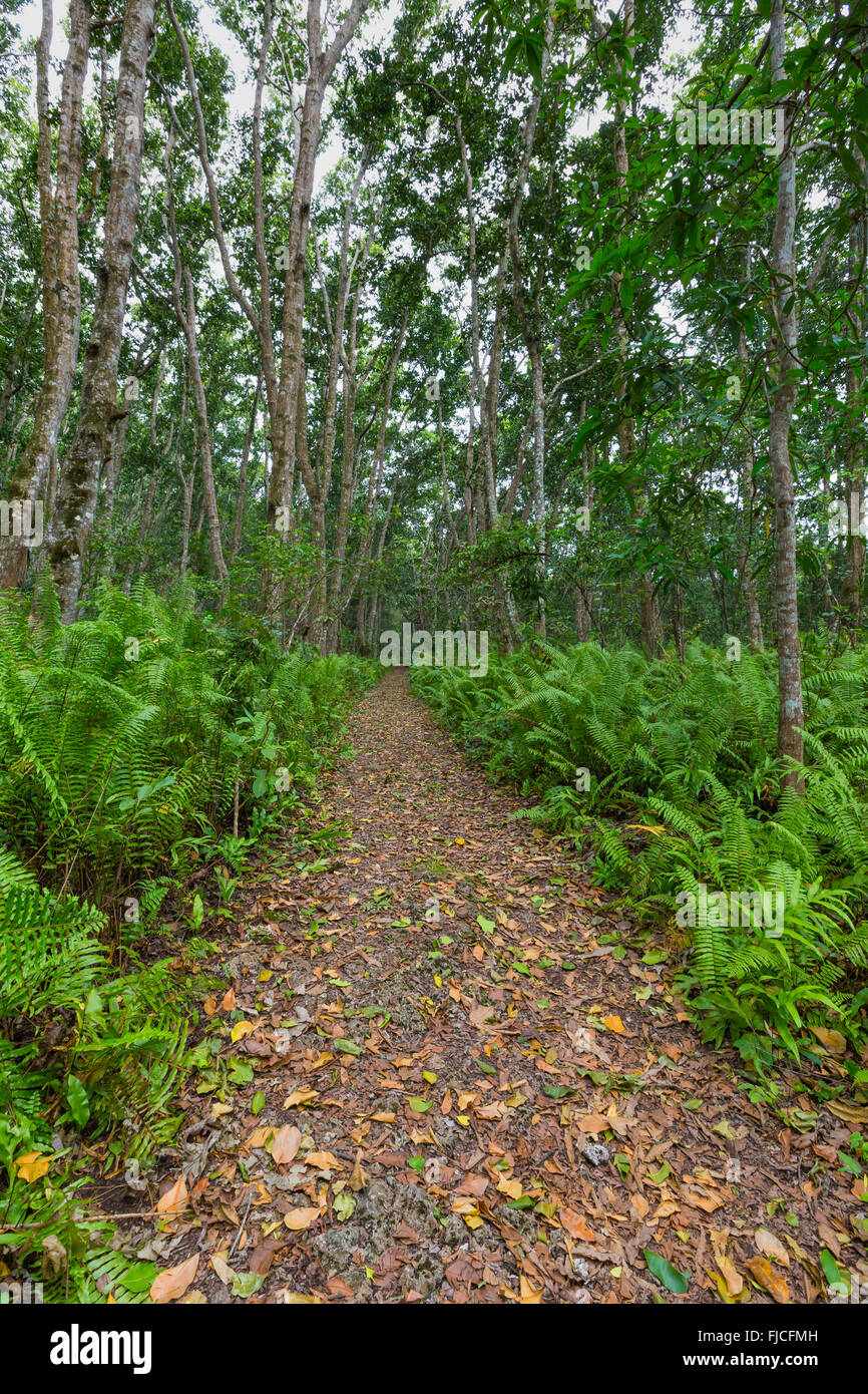 Jozani Forest, Zanzibar, Tanzania Stock Photo - Alamy