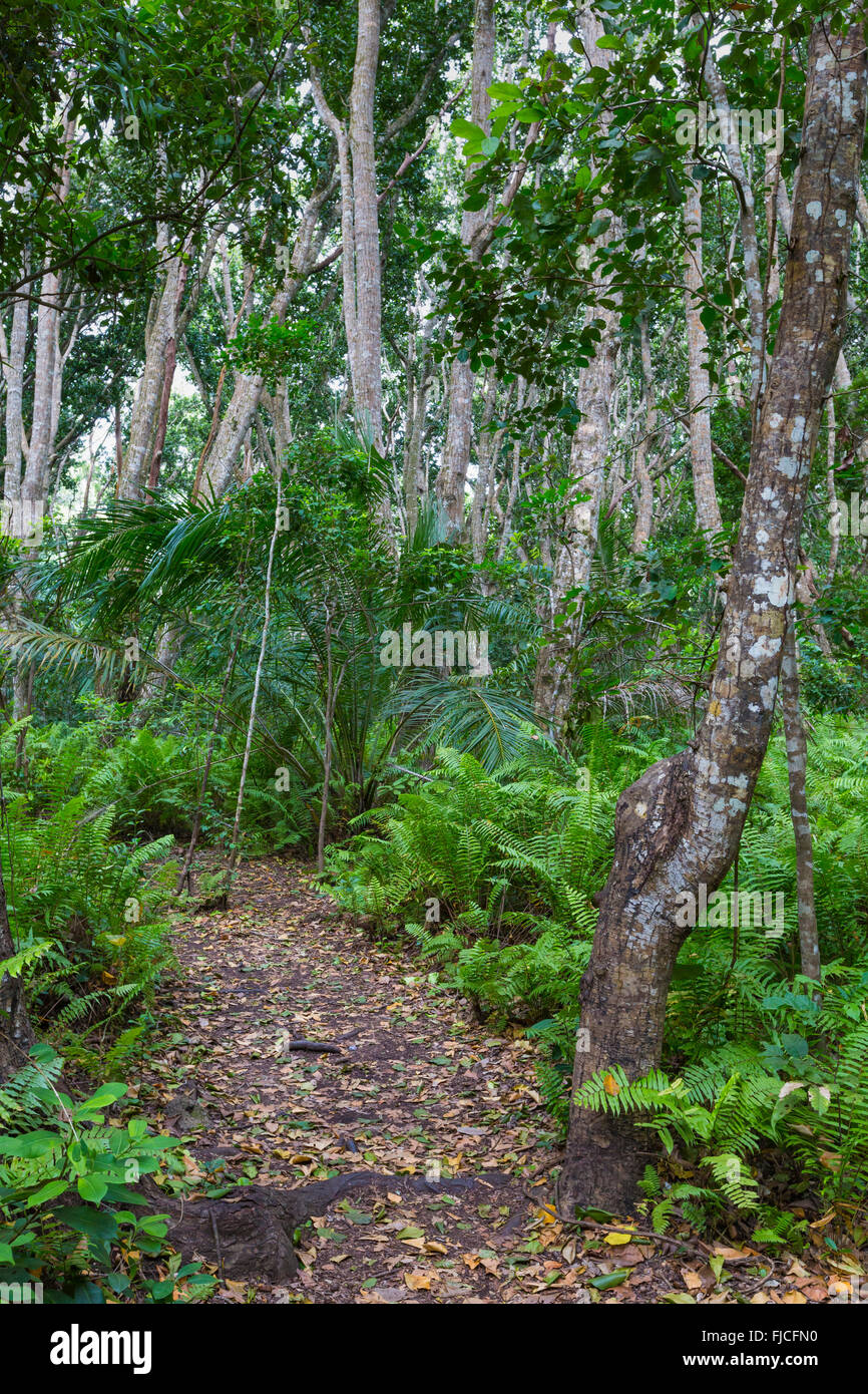 Jozani Forest, Zanzibar, Tanzania Stock Photo - Alamy