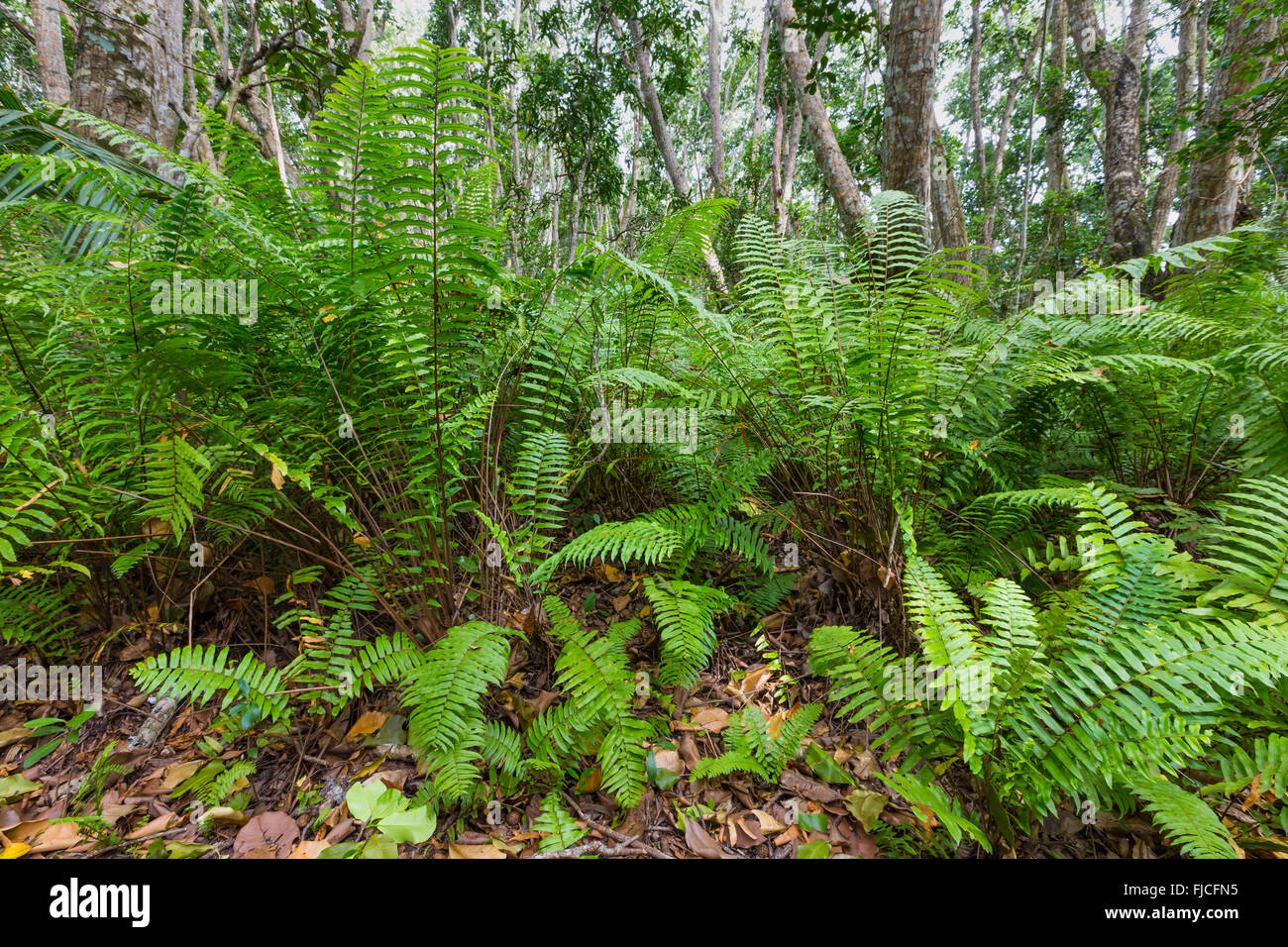 Jozani Forest, Zanzibar, Tanzania Stock Photo - Alamy