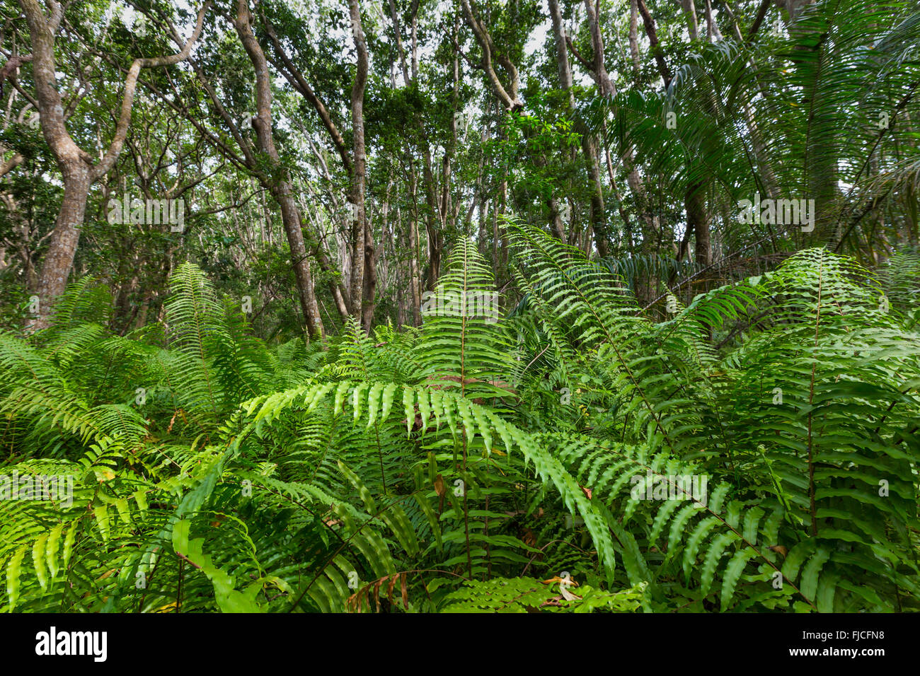 Jozani Forest, Zanzibar, Tanzania Stock Photo - Alamy