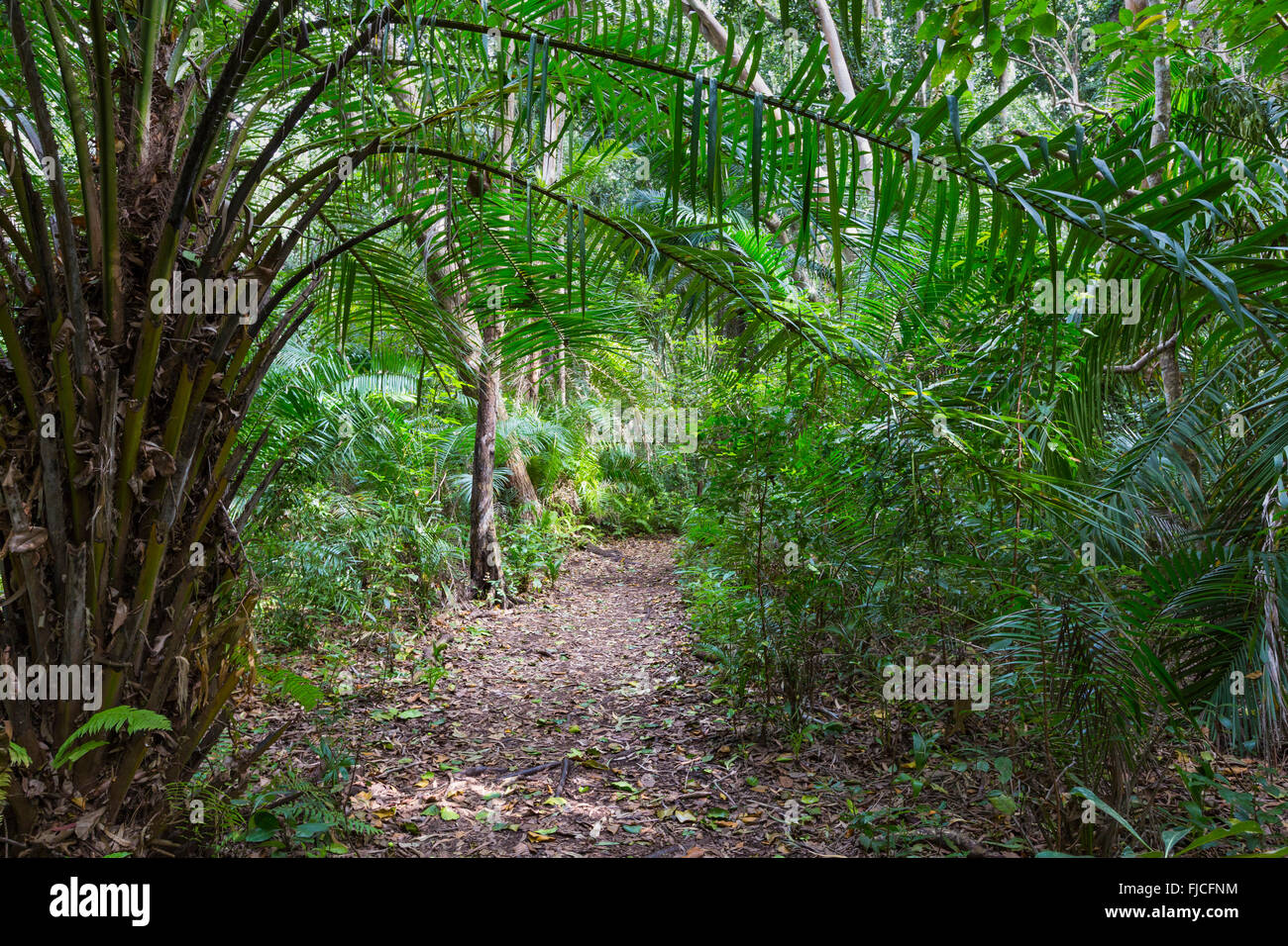 Jozani Forest, Zanzibar, Tanzania Stock Photo - Alamy