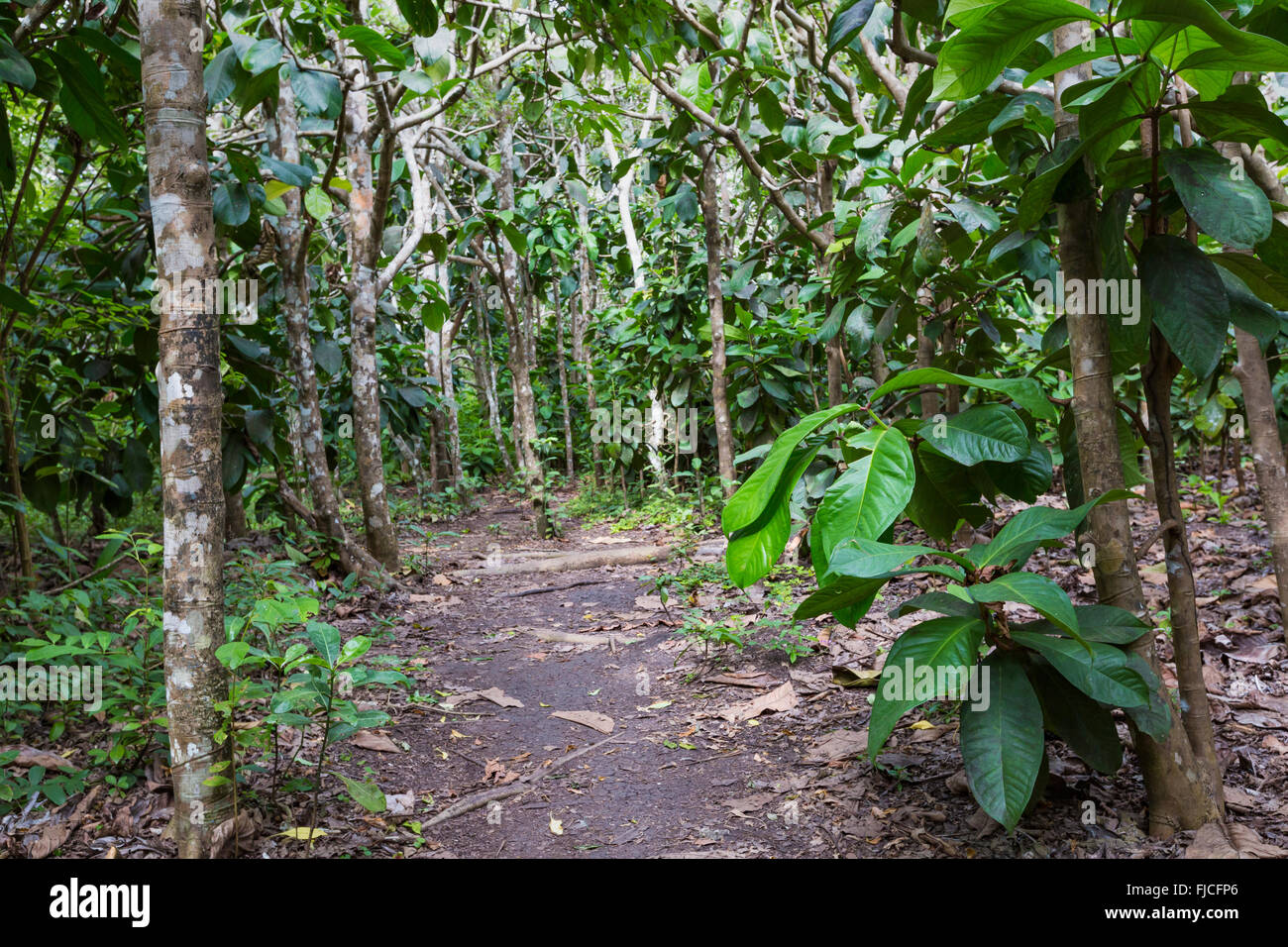 Jozani Forest, Zanzibar, Tanzania Stock Photo - Alamy