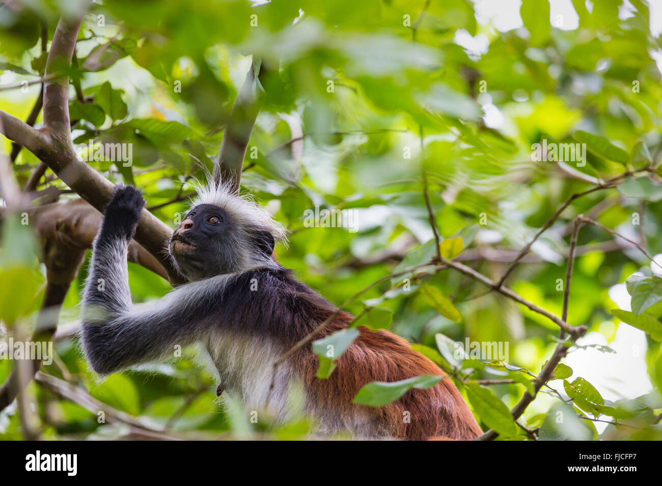 Endangered Zanzibar red colobus monkey (Procolobus kirkii), Jozani ...