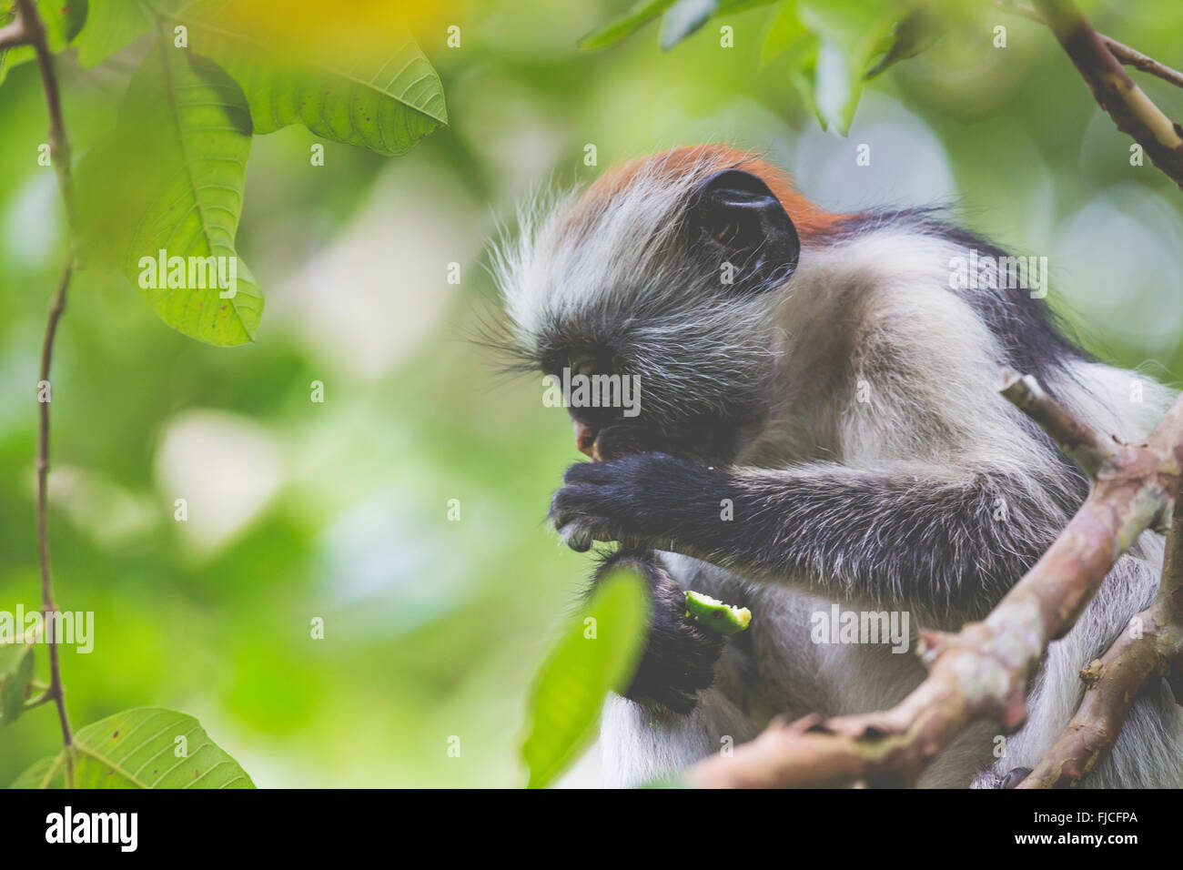 Endangered Zanzibar red colobus monkey (Procolobus kirkii), Jozani ...
