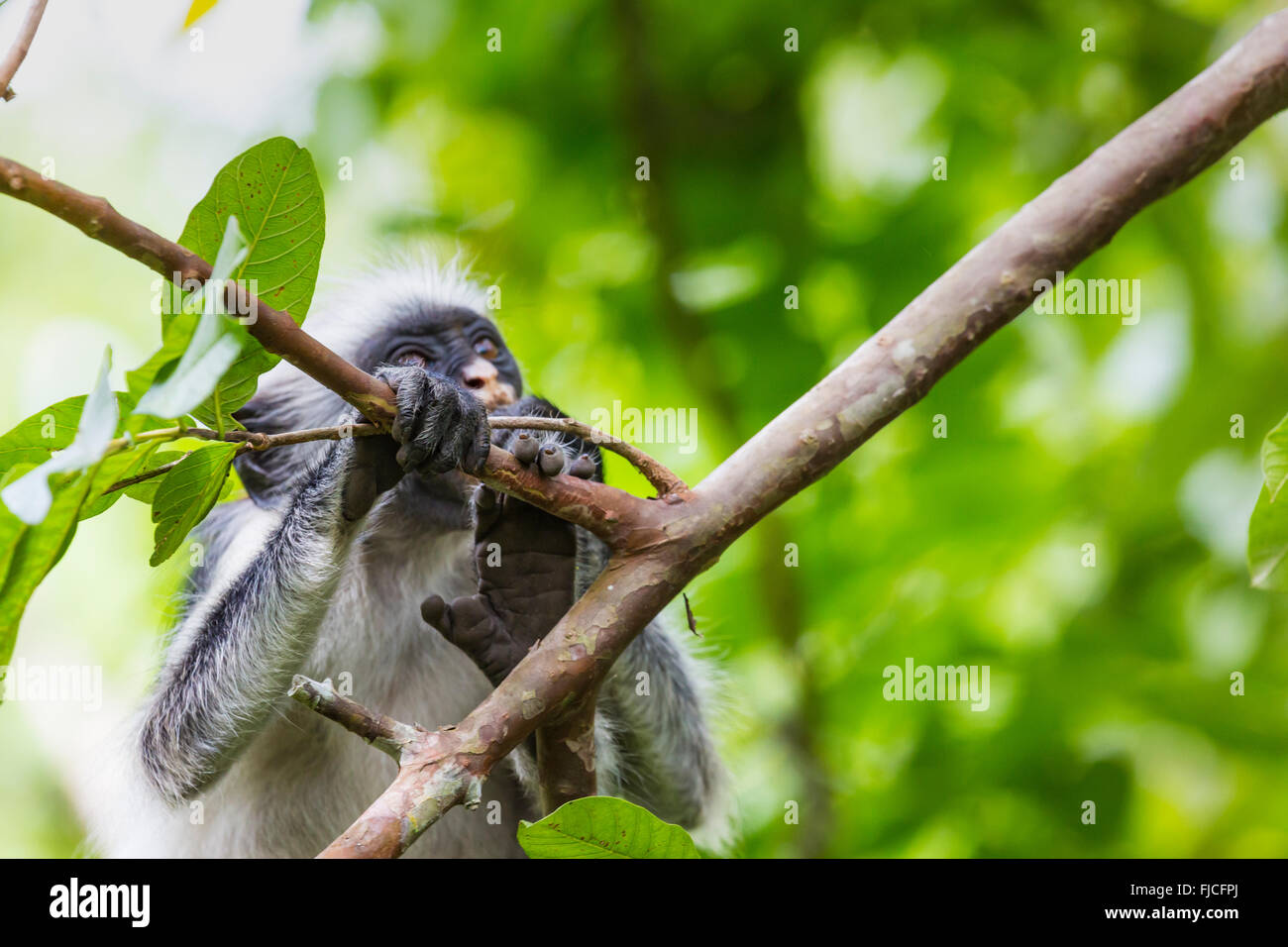 Endangered Zanzibar red colobus monkey (Procolobus kirkii), Jozani ...