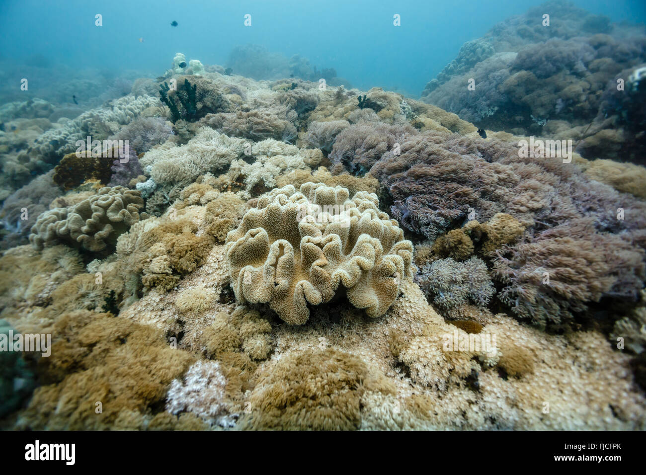 Convoluted forms of coral and sponges on reef Stock Photo - Alamy
