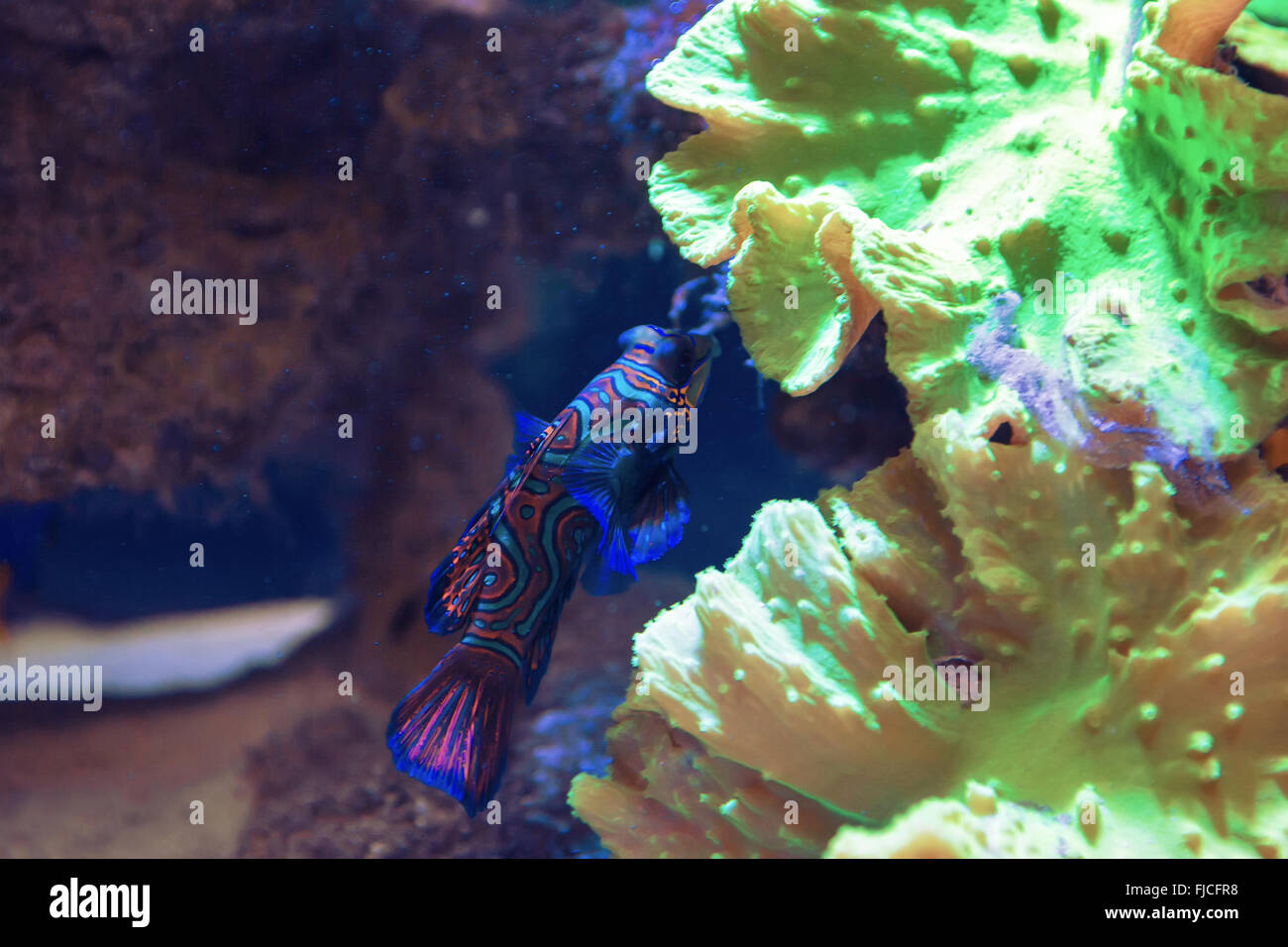 Mandarin fish hi-res stock photography and images - Alamy