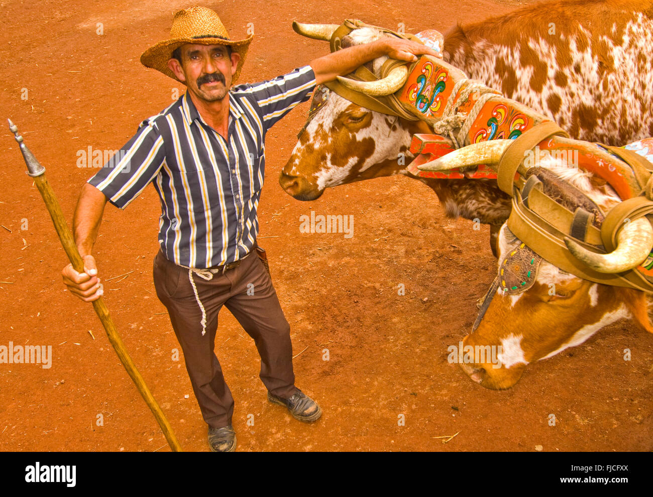 Costa rica cowboy oxen bulls hi-res stock photography and images - Alamy