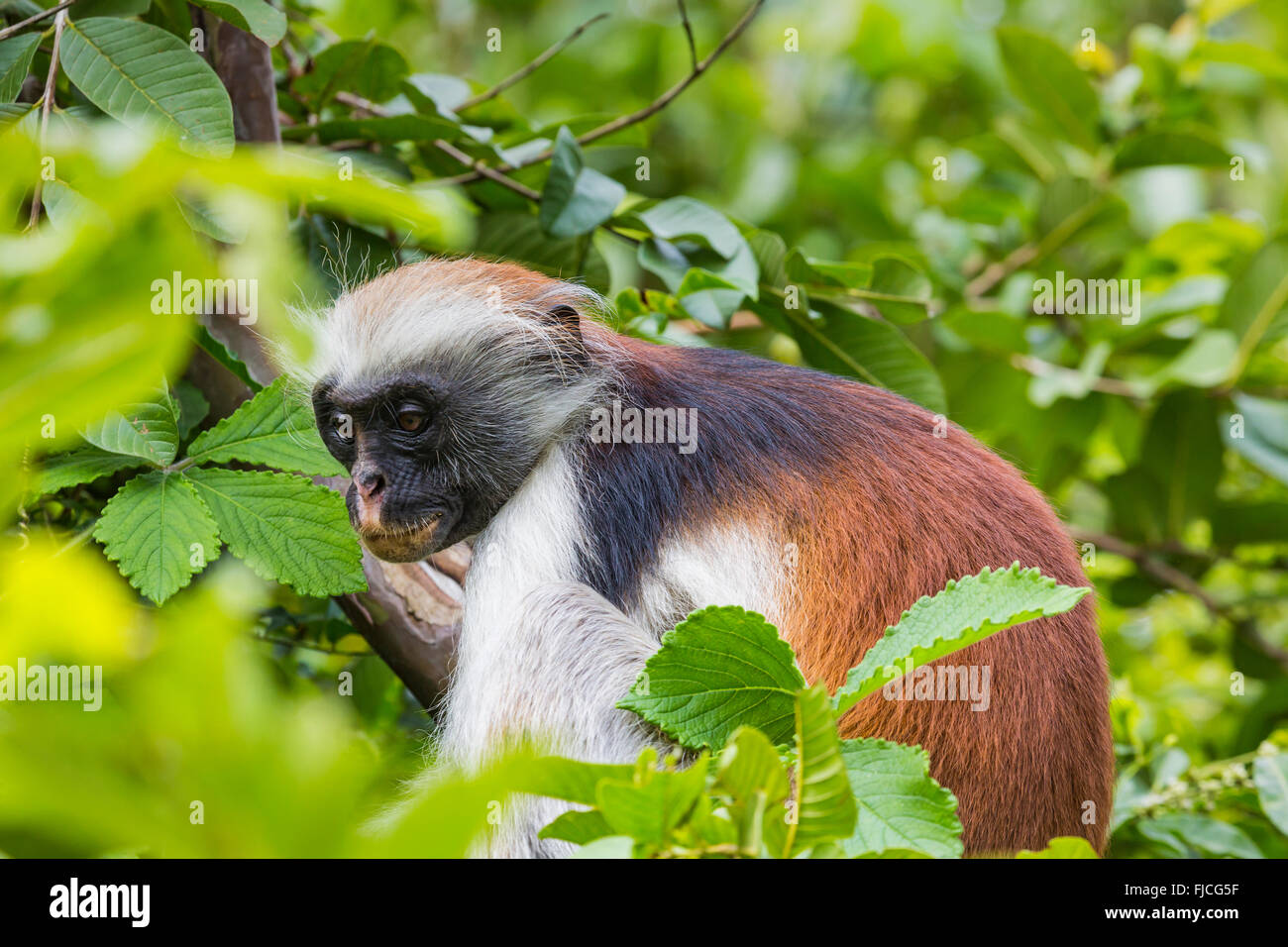 Endangered Zanzibar red colobus monkey (Procolobus kirkii), Jozani ...