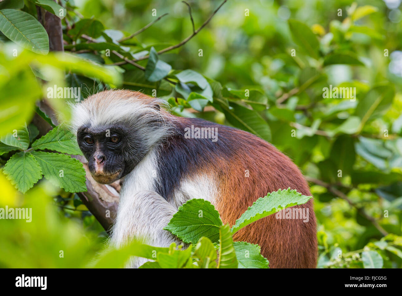 Endangered Zanzibar red colobus monkey (Procolobus kirkii), Jozani ...