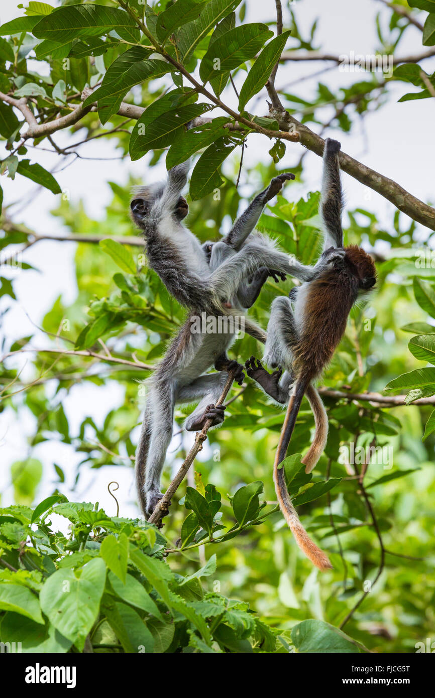 Endangered Zanzibar red colobus monkey (Procolobus kirkii), Jozani ...