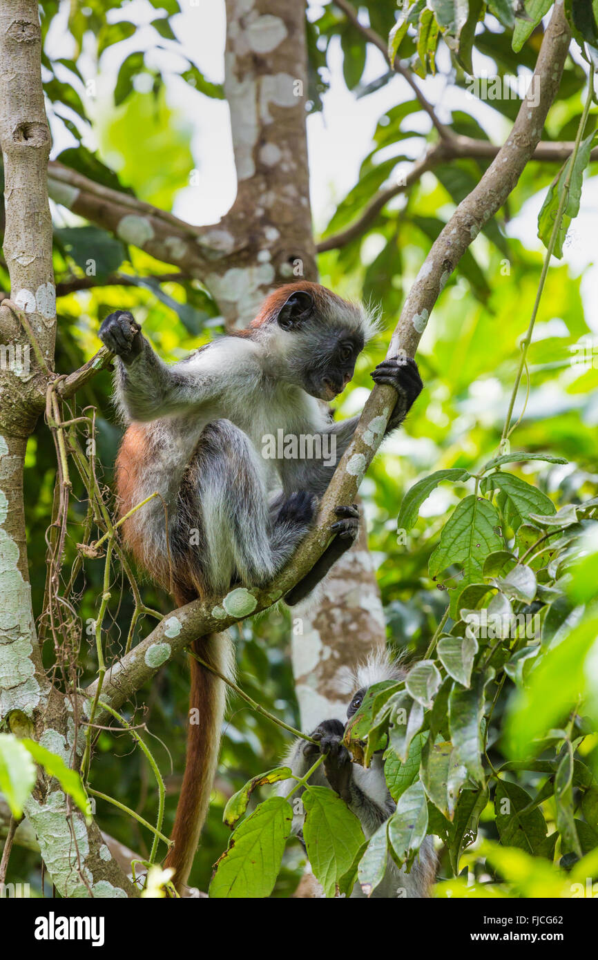 Endangered Zanzibar red colobus monkey (Procolobus kirkii), Jozani ...