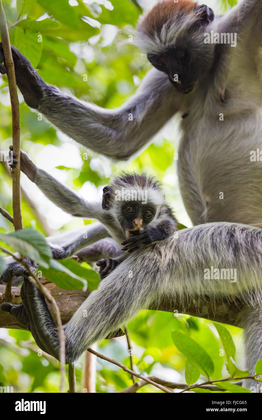 Endangered Zanzibar red colobus monkey (Procolobus kirkii), Jozani ...