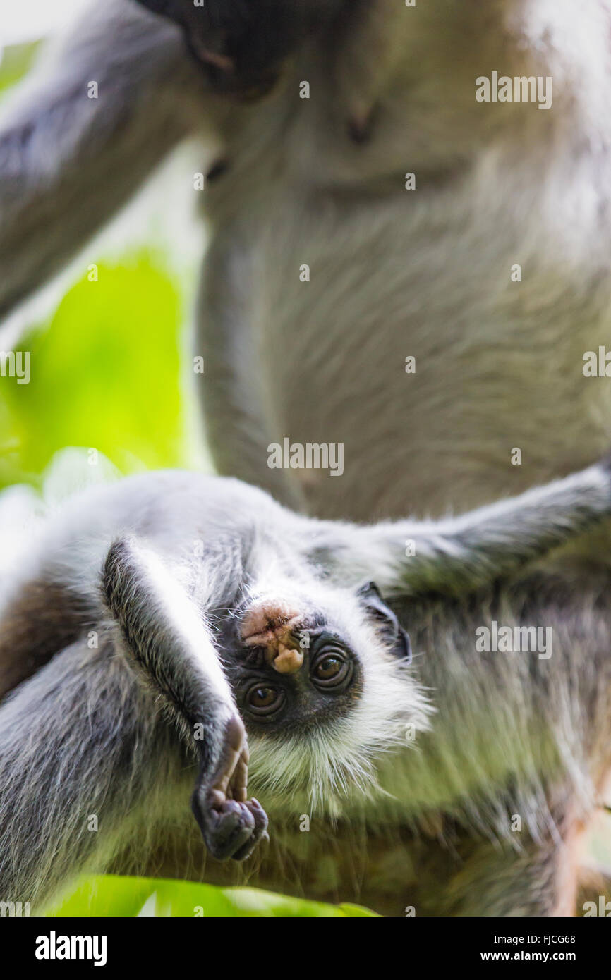 Endangered Zanzibar red colobus monkey (Procolobus kirkii), Jozani ...