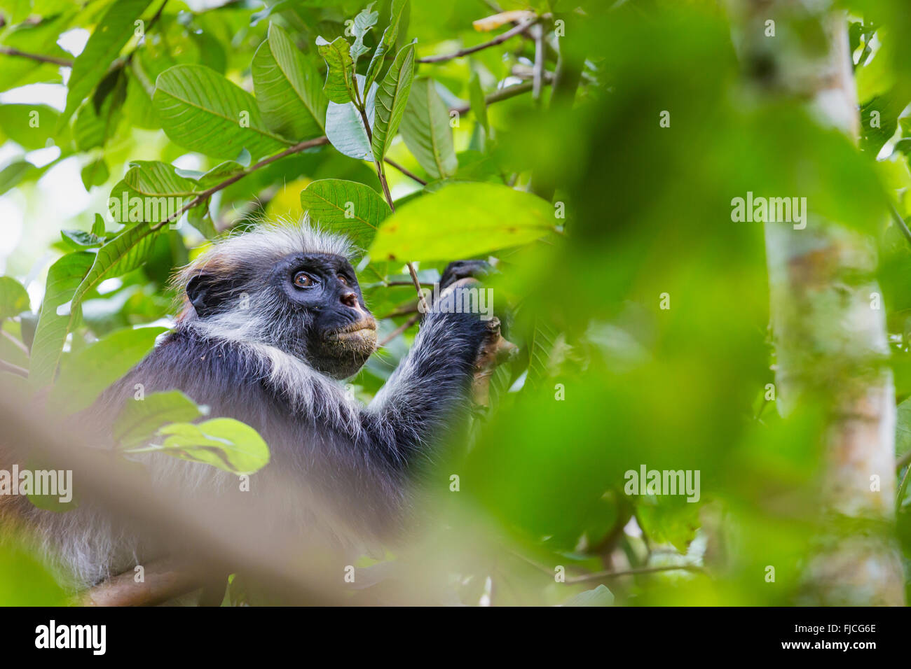 Endangered Zanzibar red colobus monkey (Procolobus kirkii), Jozani ...