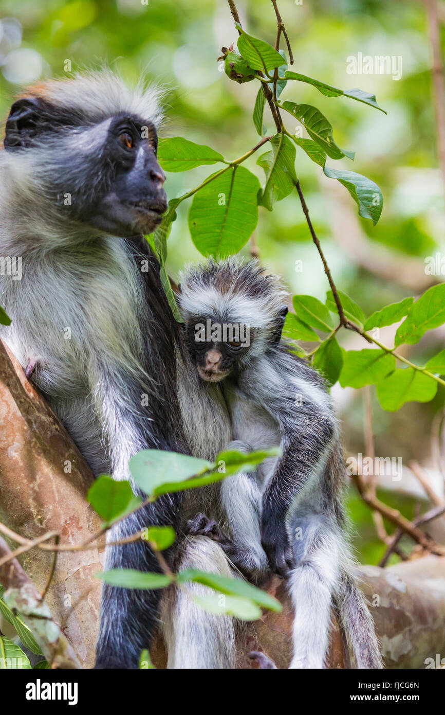 Endangered Zanzibar red colobus monkey (Procolobus kirkii), Jozani ...