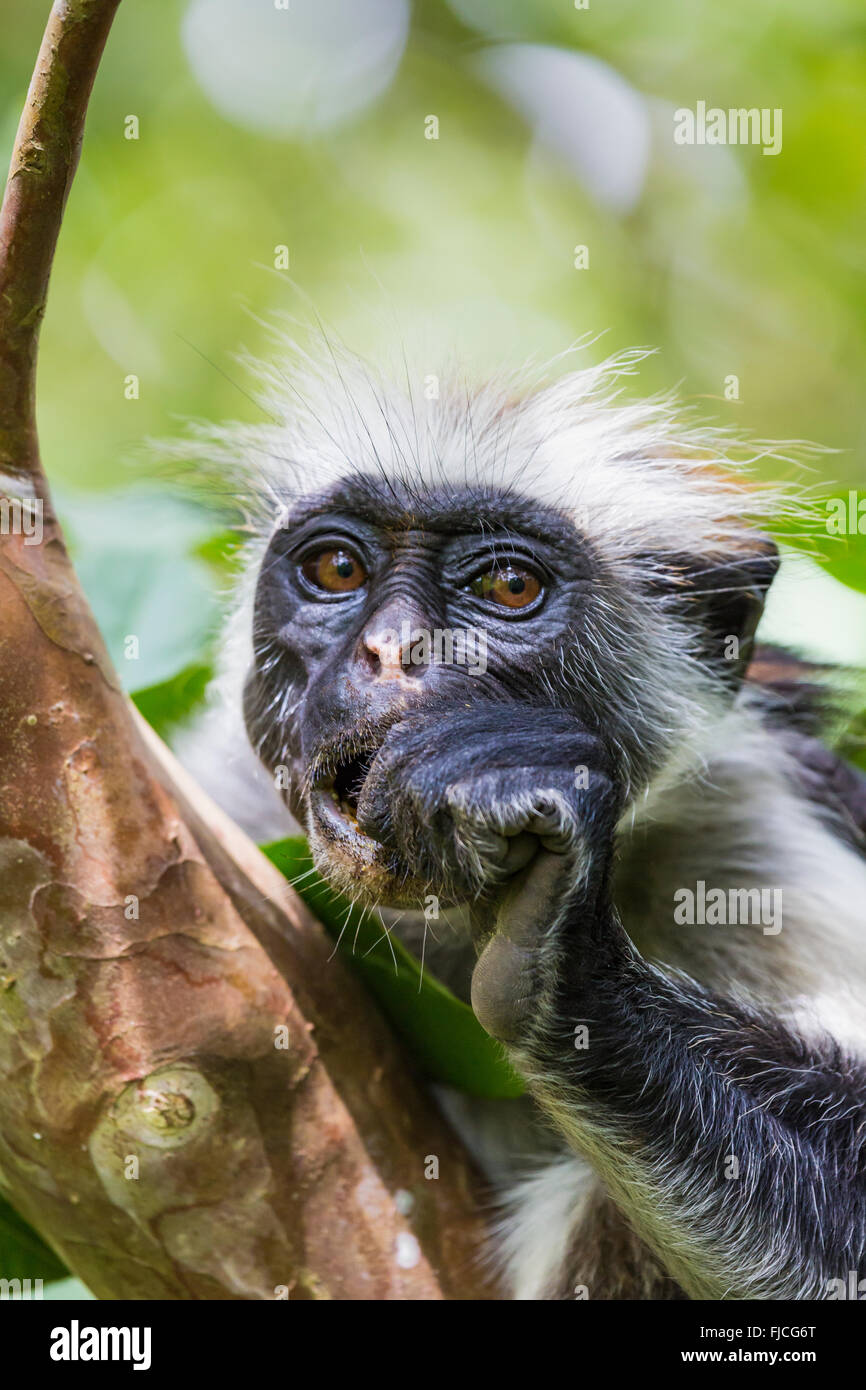 Endangered Zanzibar red colobus monkey (Procolobus kirkii), Jozani ...