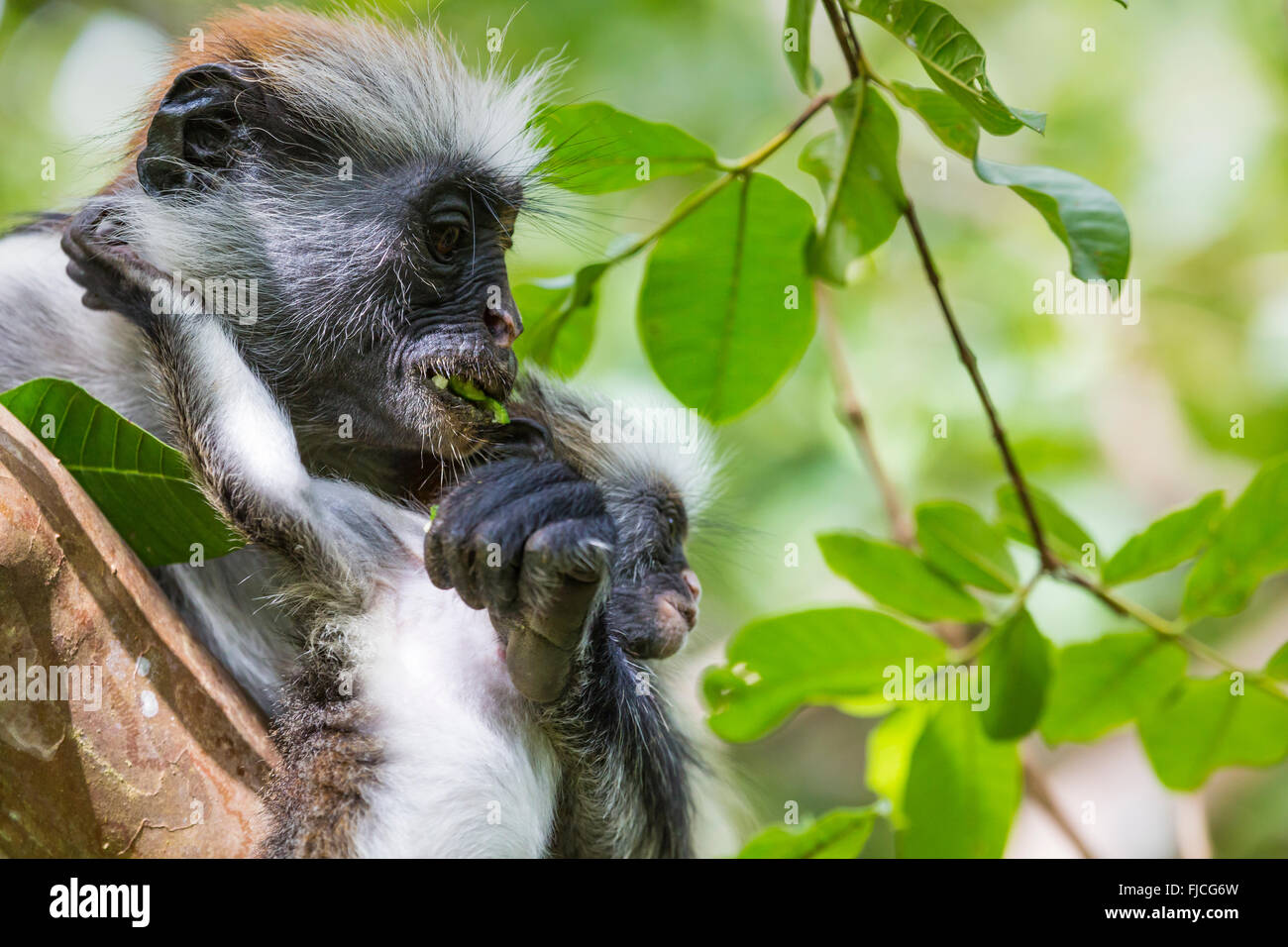 Endangered Zanzibar red colobus monkey (Procolobus kirkii), Jozani ...