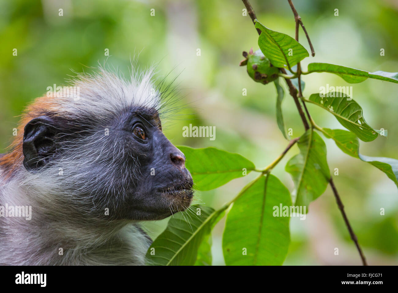Endangered Zanzibar red colobus monkey (Procolobus kirkii), Jozani ...