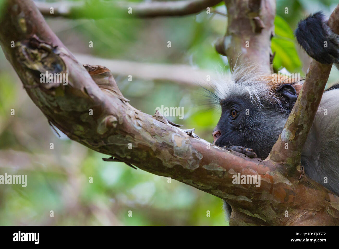 Endangered Zanzibar red colobus monkey (Procolobus kirkii), Jozani ...