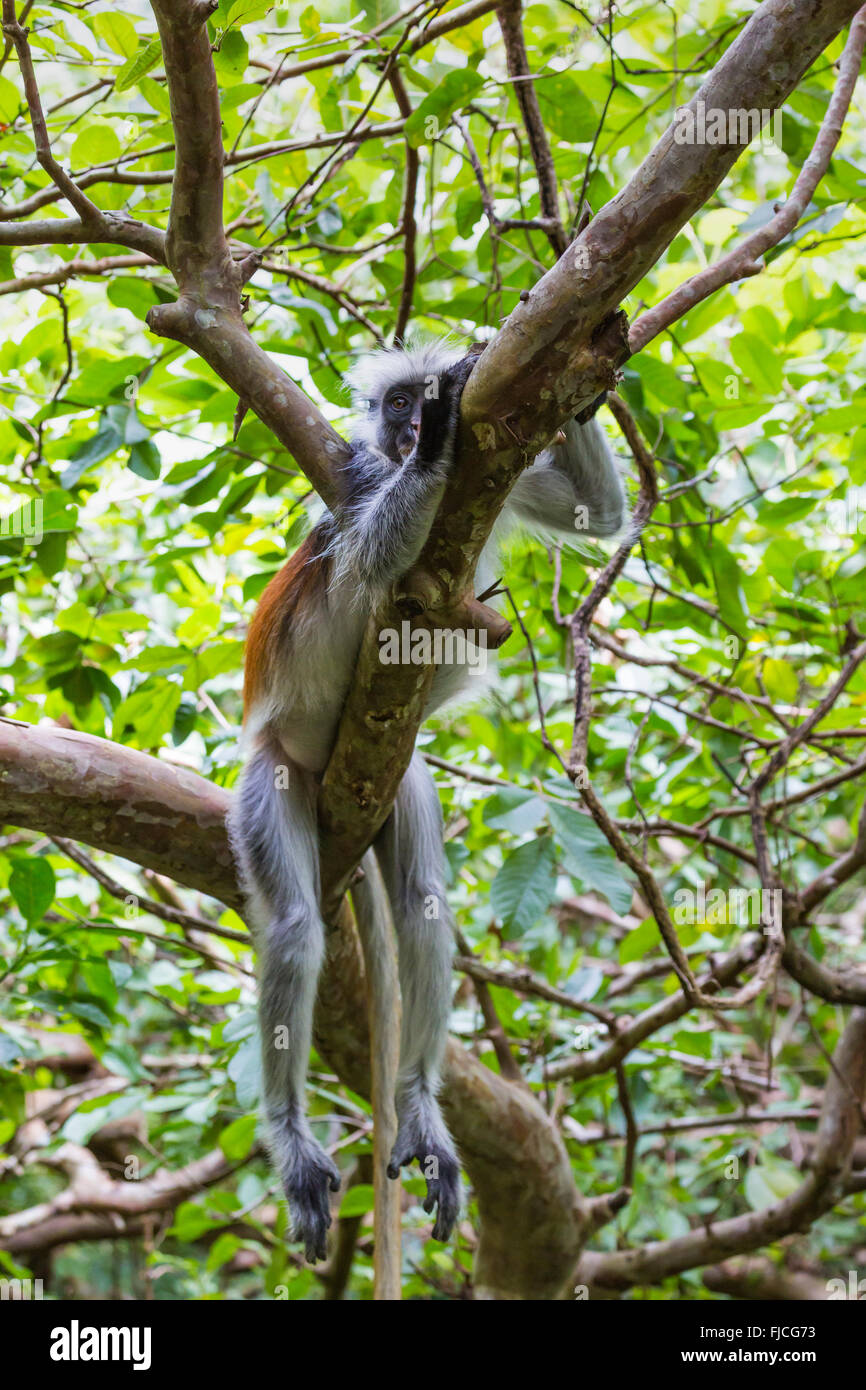 Endangered Zanzibar red colobus monkey (Procolobus kirkii), Jozani ...