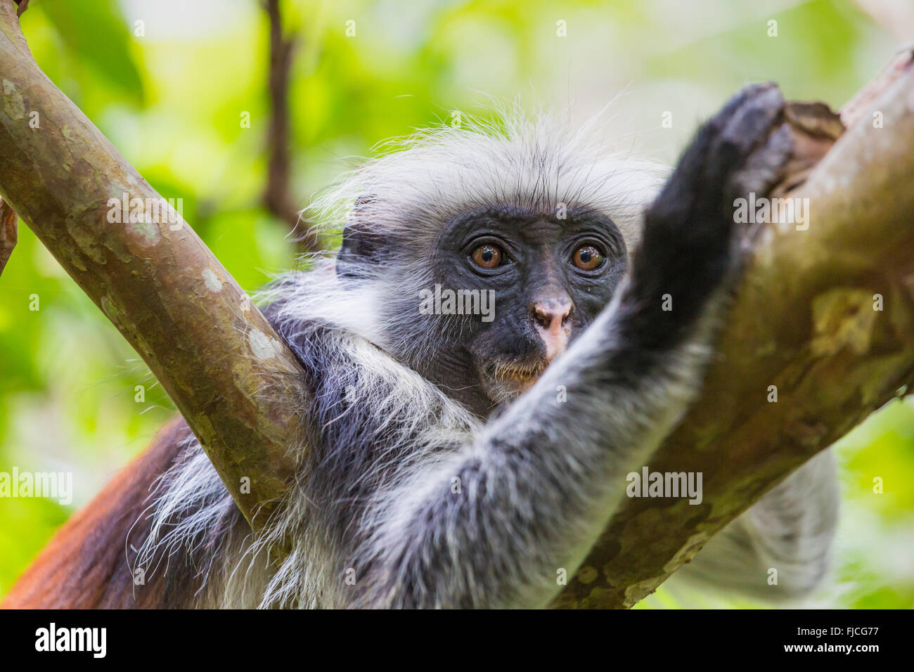 Endangered Zanzibar red colobus monkey (Procolobus kirkii), Jozani ...