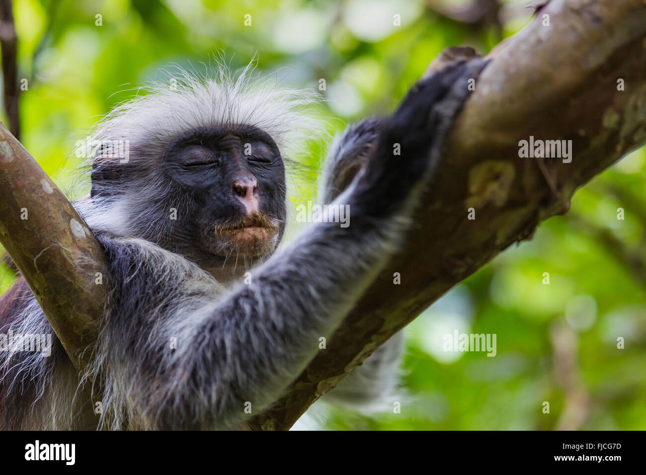 Endangered Zanzibar red colobus monkey (Procolobus kirkii), Jozani ...
