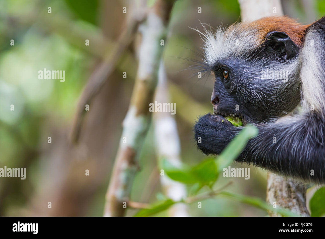 Endangered Zanzibar red colobus monkey (Procolobus kirkii), Jozani ...