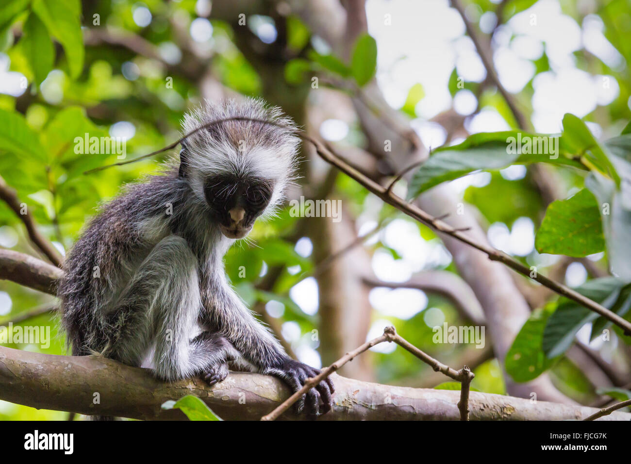 Endangered Zanzibar red colobus monkey (Procolobus kirkii), Jozani ... Endangered Zanzibar red colobus monkey (Procolobus kirkii), Jozani ...