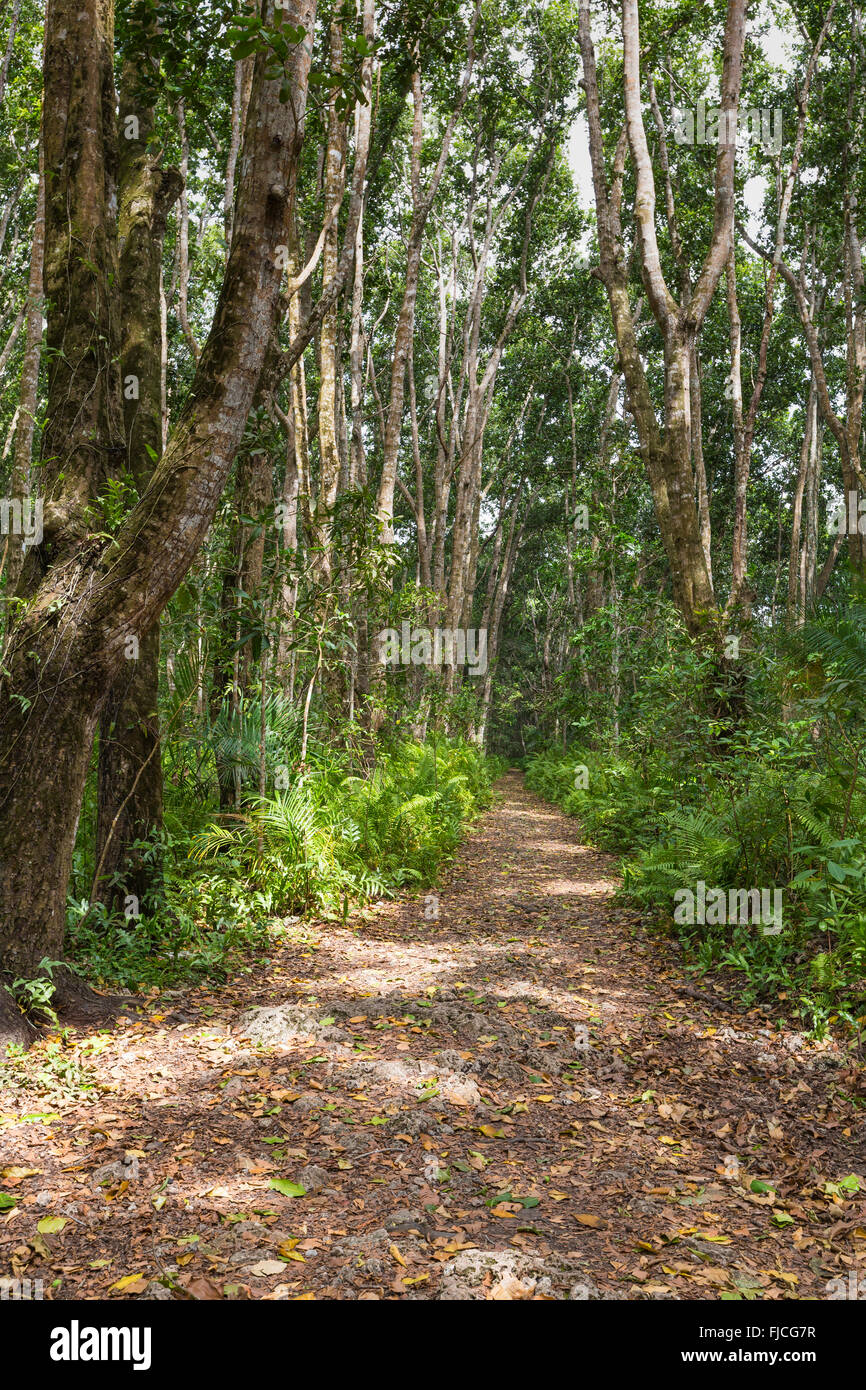 Jozani Forest, Zanzibar, Tanzania Stock Photo - Alamy