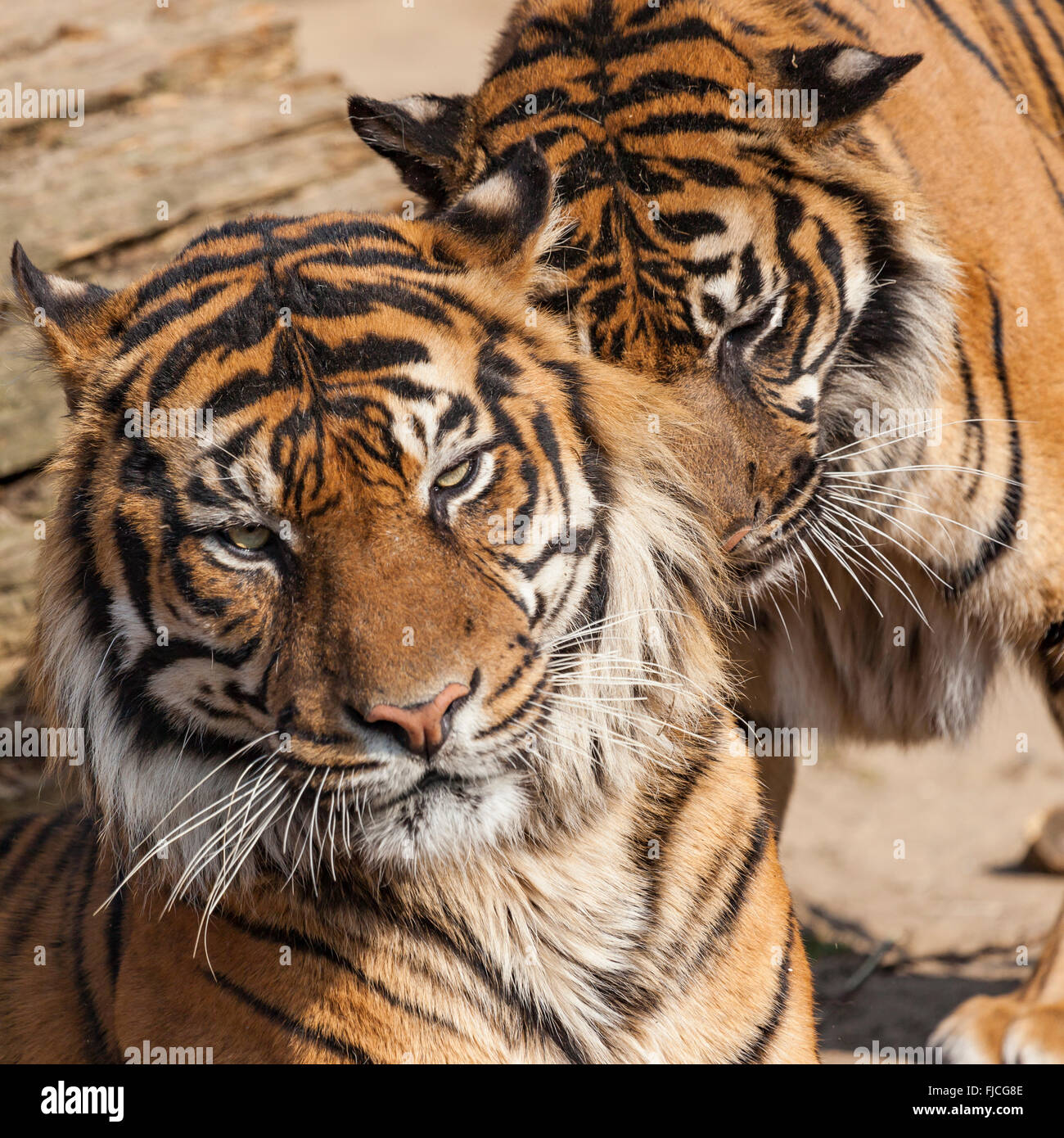 Close-up of a Tigers face Stock Photo - Alamy